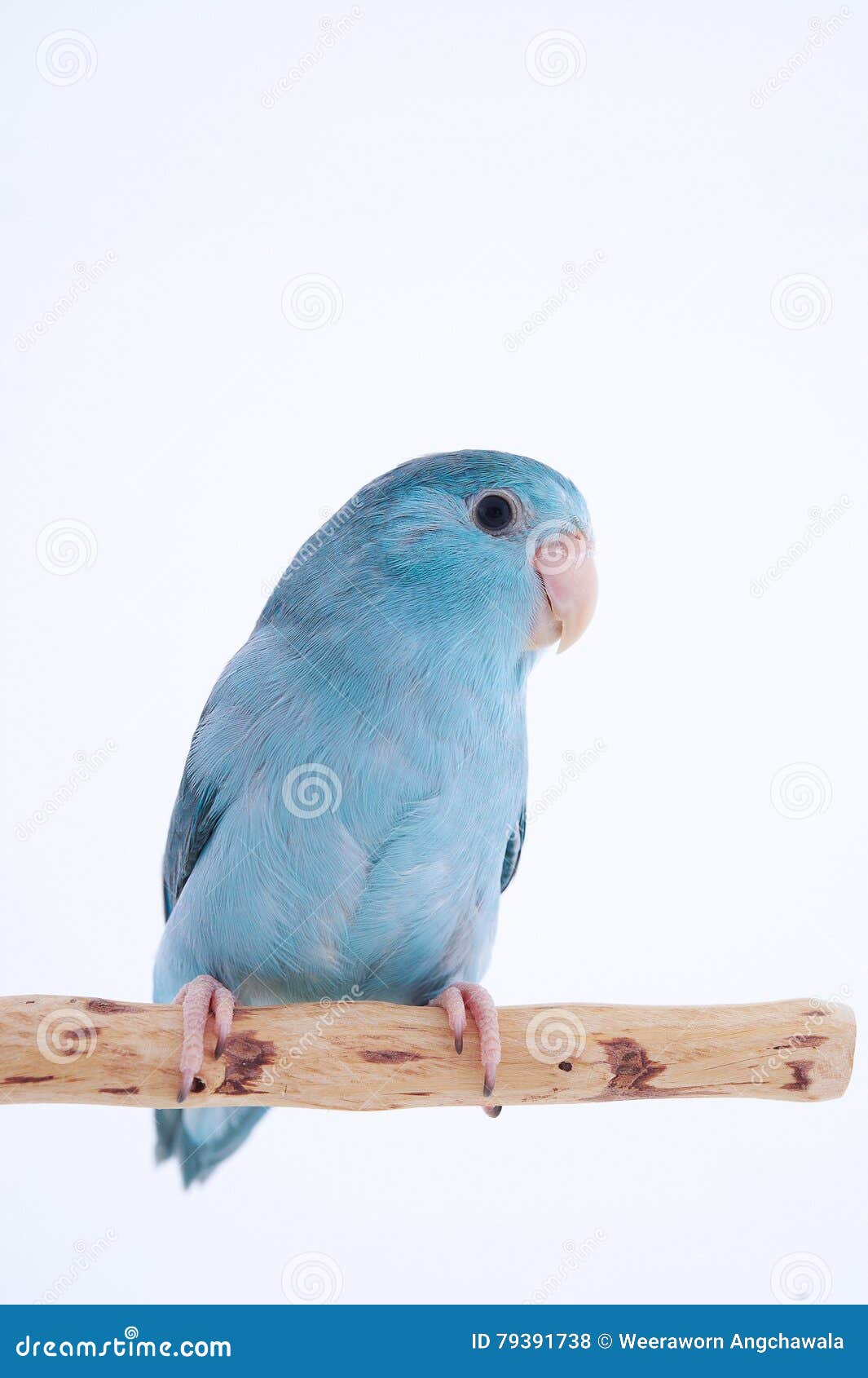 Pacific Parrot stock photo. Image of white, feather, nature - 79391738