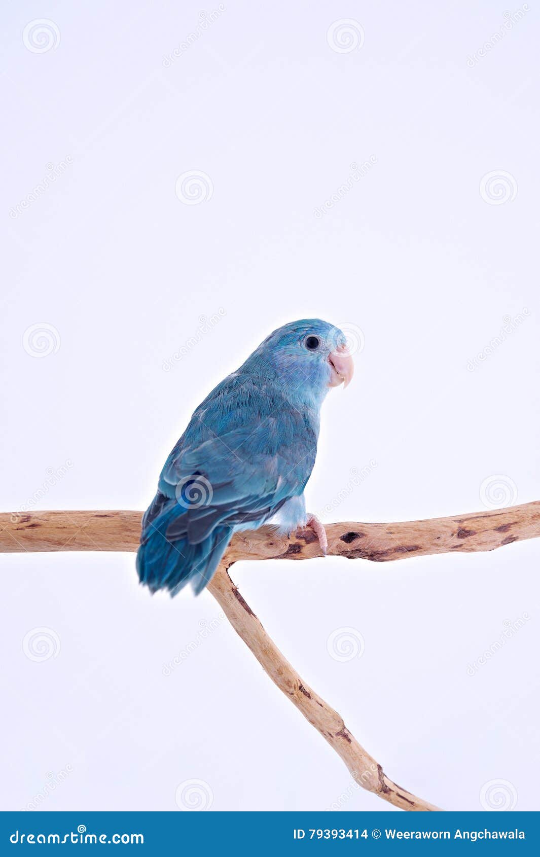 Pacific Parrot stock photo. Image of shot, nature, blue - 79393414