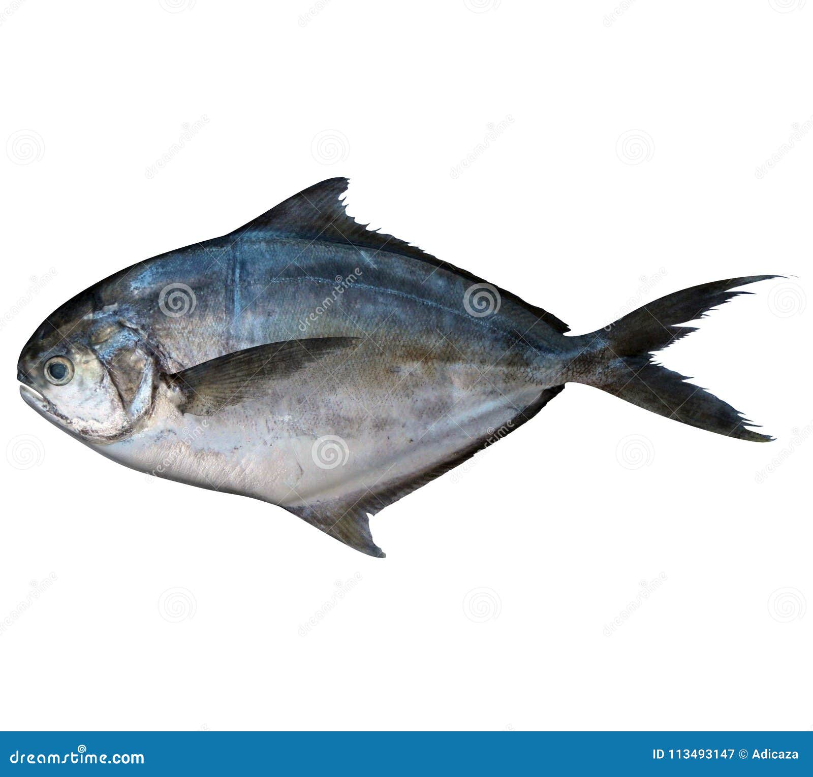 Pacific Pompano stock illustration. Illustration of seafood - 113493147
