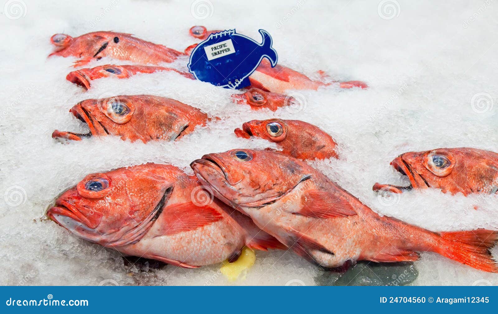 Pacific red snapper on ice stock photo. Image of gourmet - 24704560