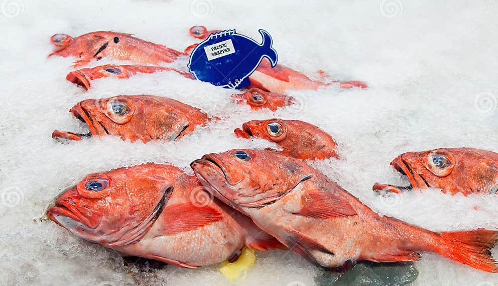 Pacific red snapper on ice stock photo. Image of gourmet - 24704560