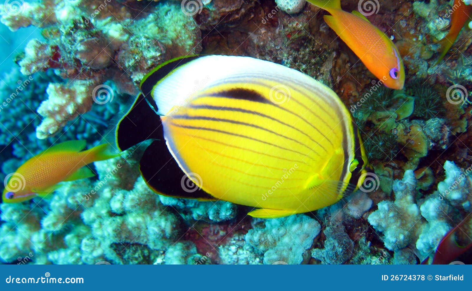 Pacific Redfin Butterflyfish Stock Photo - Image of colorful ...