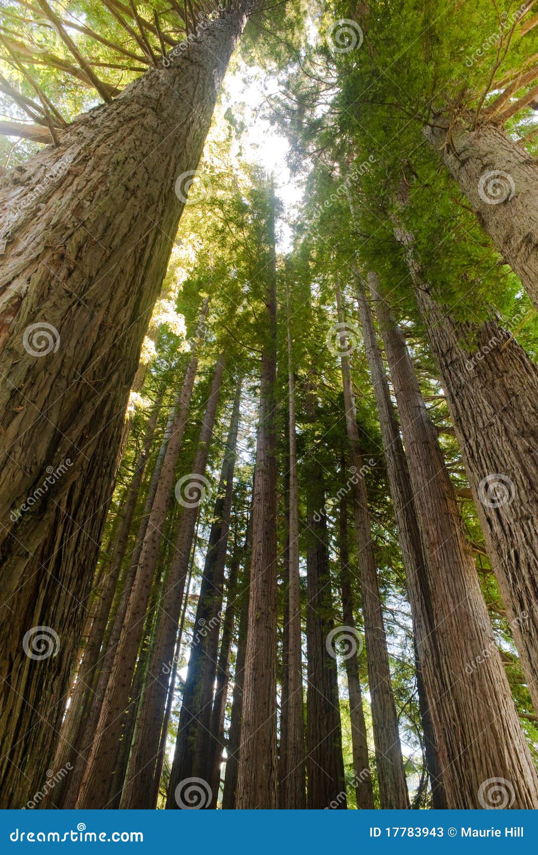 Pacific Redwoods stock image. Image of redwoods, forest - 17783943