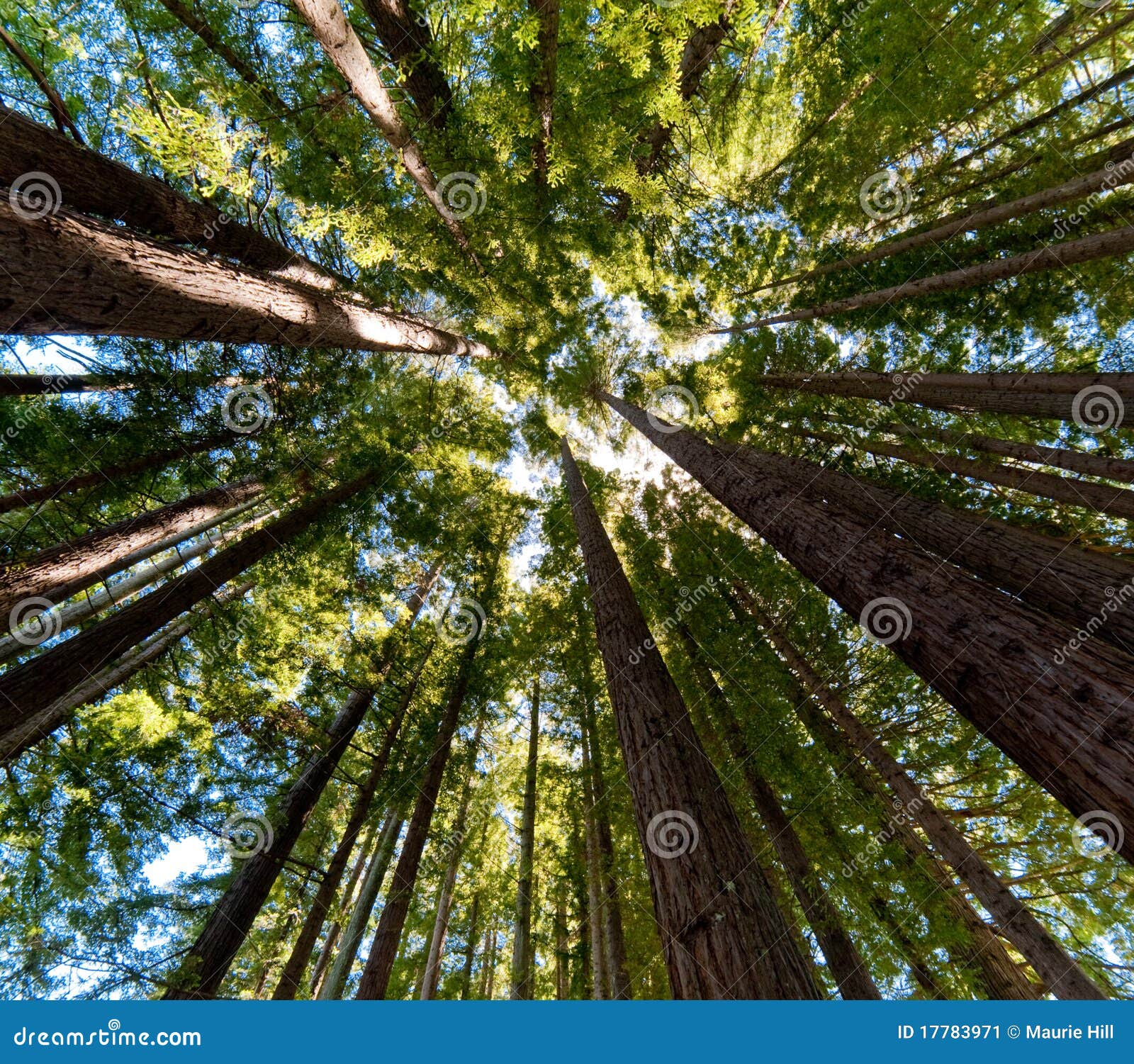 Pacific Redwoods stock image. Image of deciduous, biome - 17783971