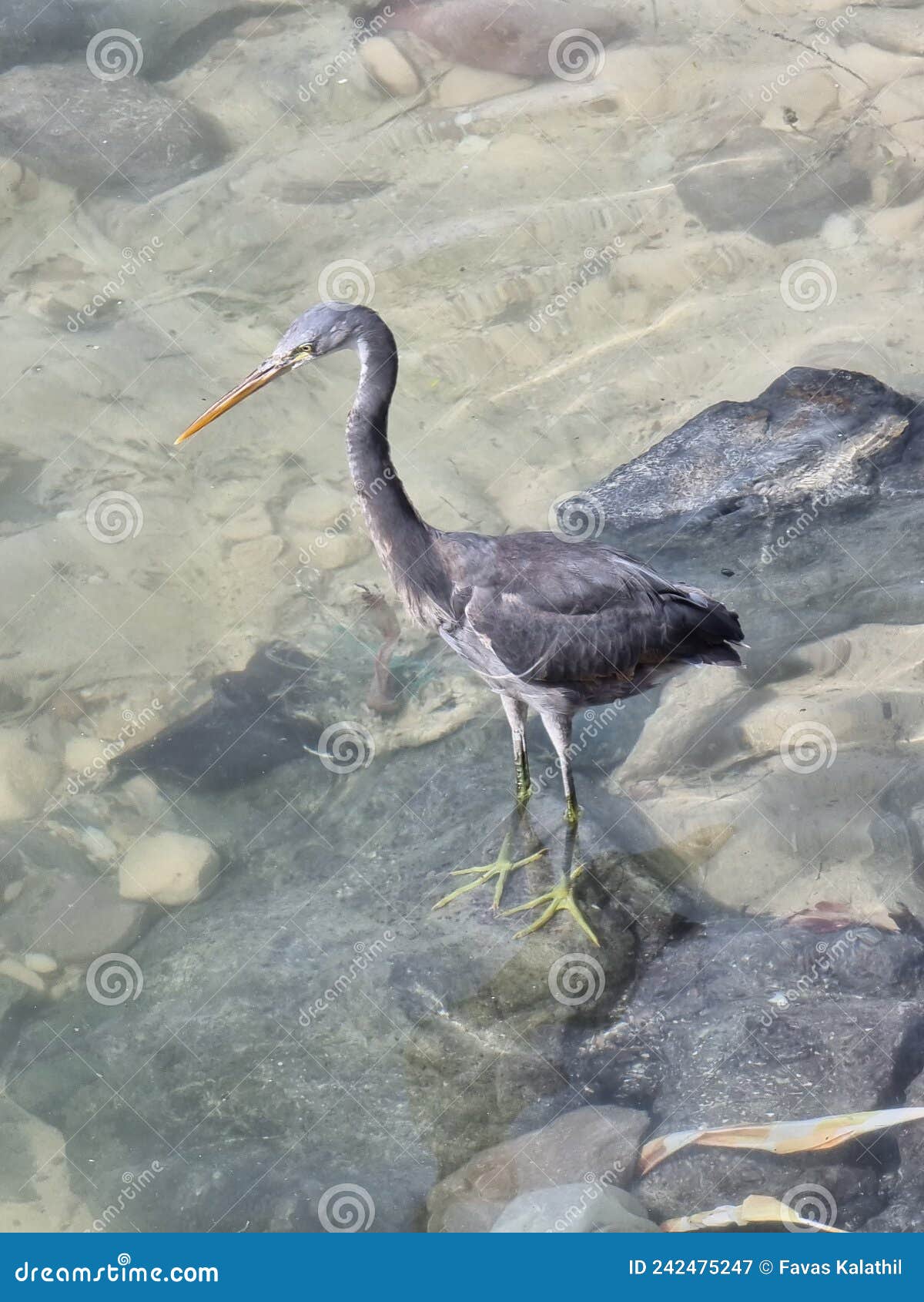 The Pacific Reef Heron, Also Known As the Eastern Reef Heron or Eastern ...