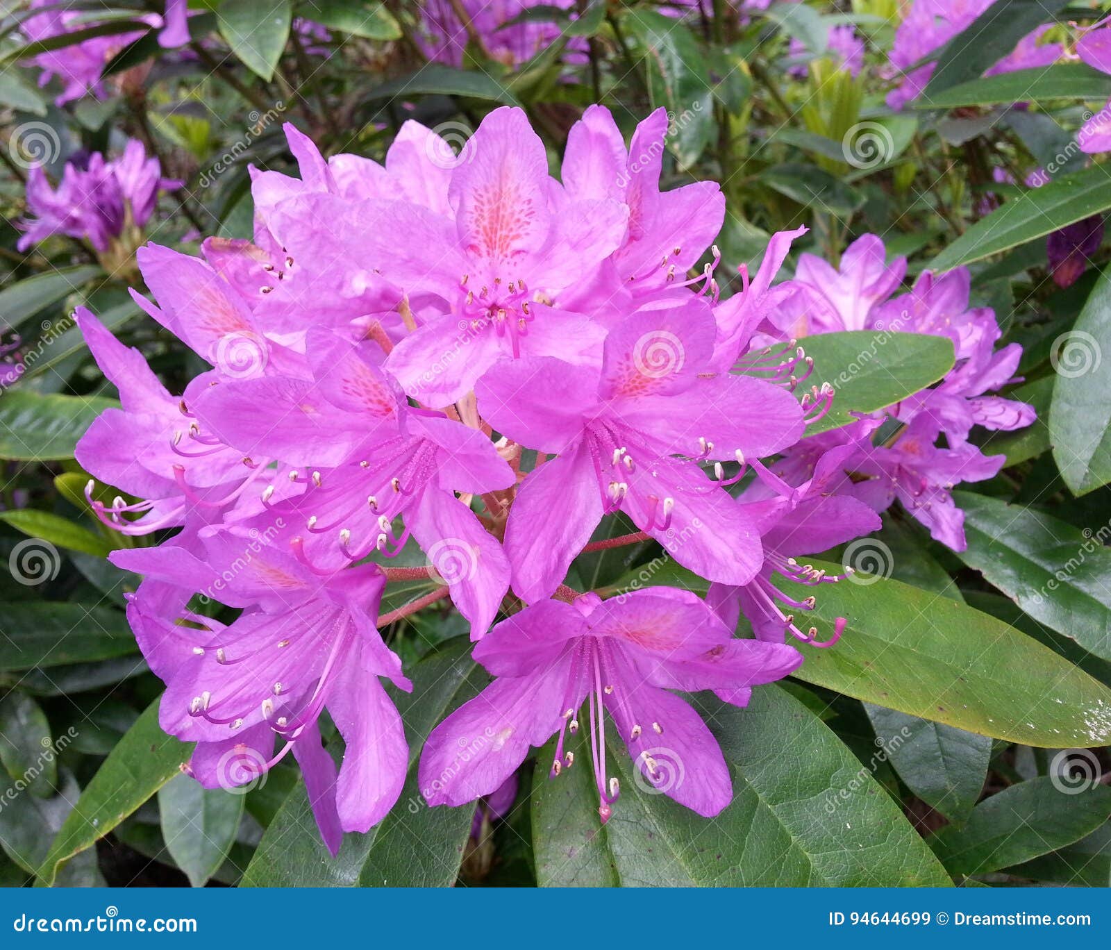 Pacific Rhododendron Rhododendron Macrophyllum Is A Large-leaved ...