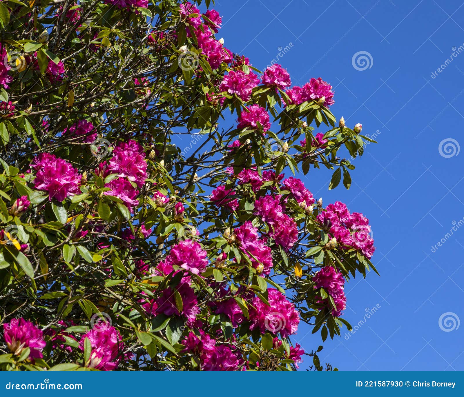 Pacific Rhododendron stock photo. Image of garden, rhododendron - 221587930