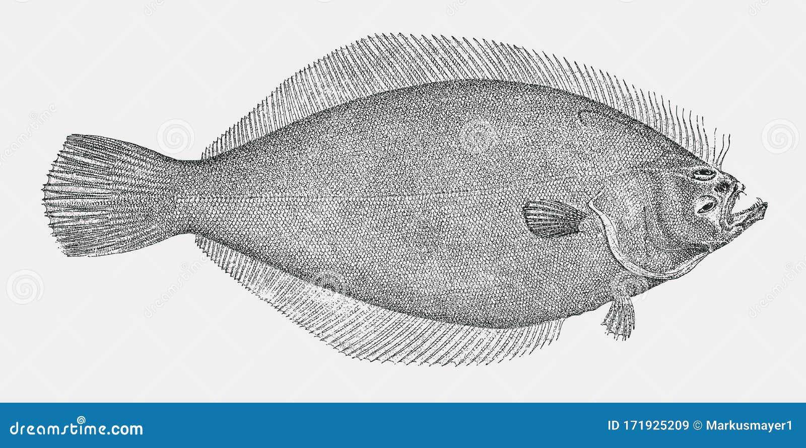 Pacific Sand Sole in Top View Stock Vector - Illustration of flounder ...