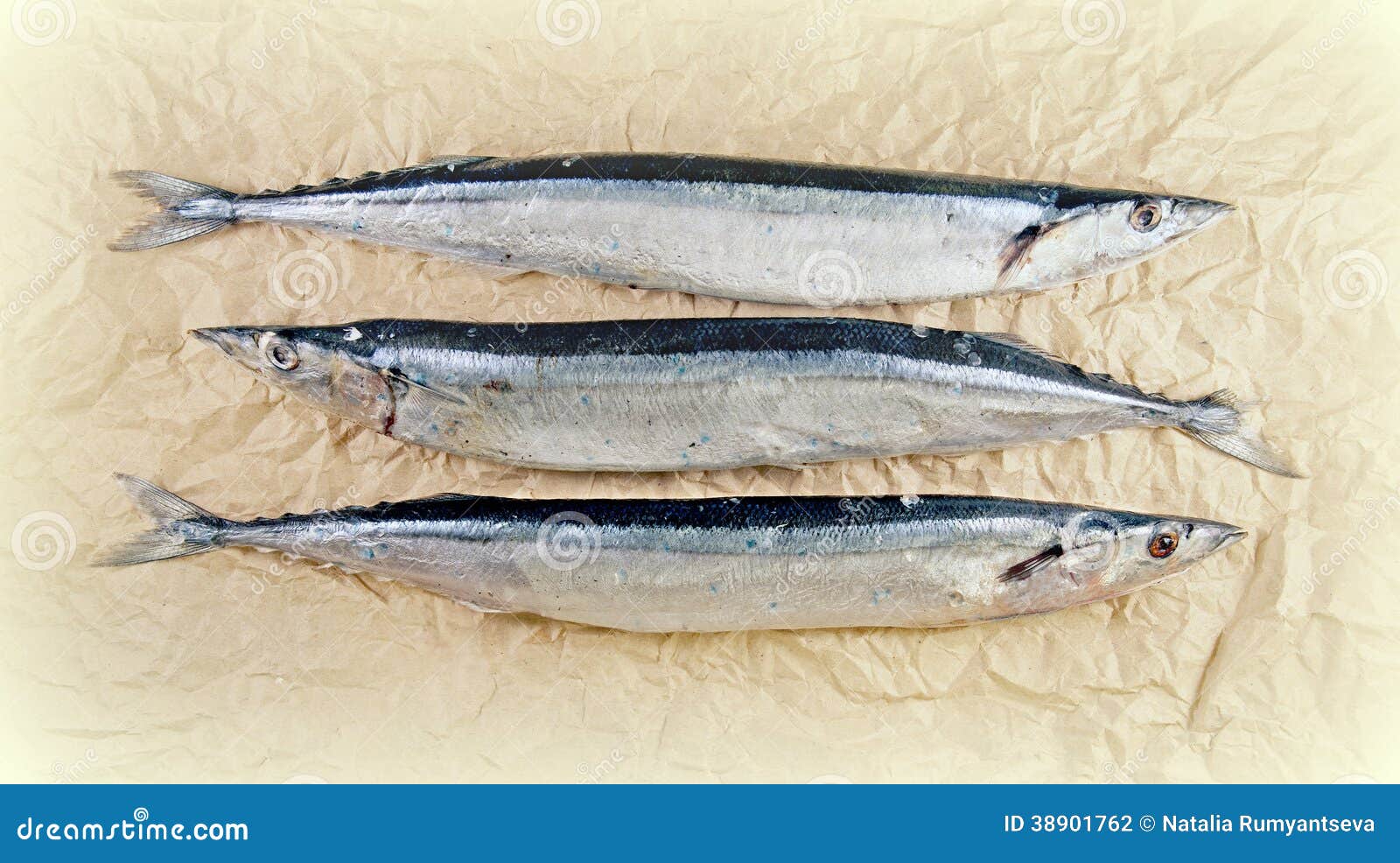 Pacific saury on the paper stock photo. Image of food - 38901762