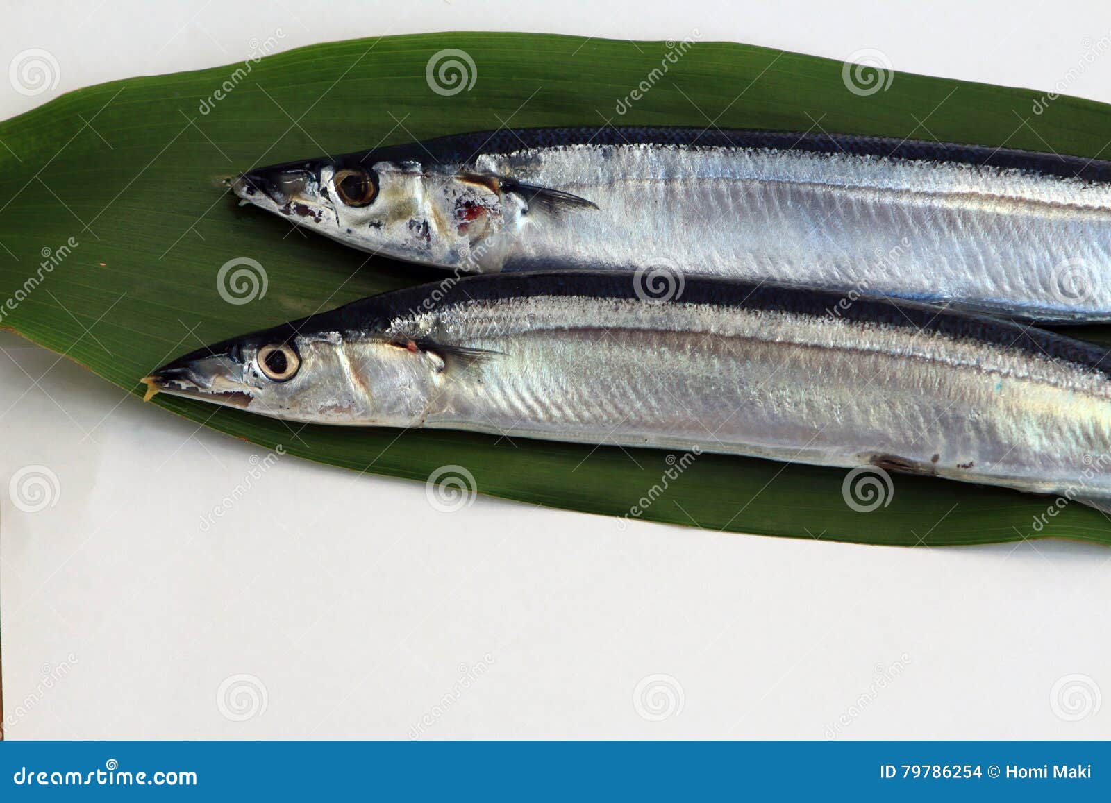 Pacific saury stock photo. Image of pike, pacific, saury - 79786254