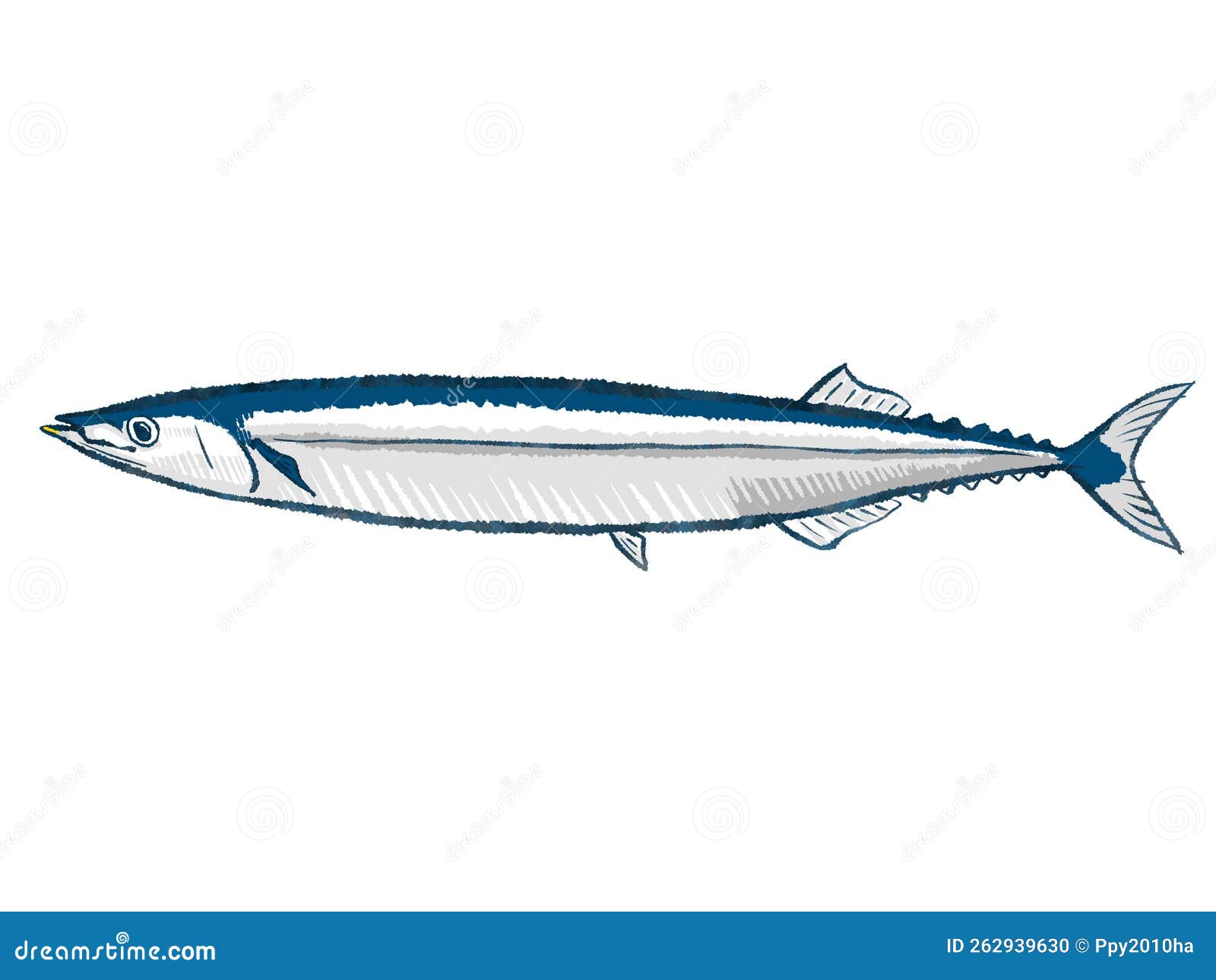 Pacific Saury, Sanma, Mackerel Pike Royalty-Free Stock Image ...