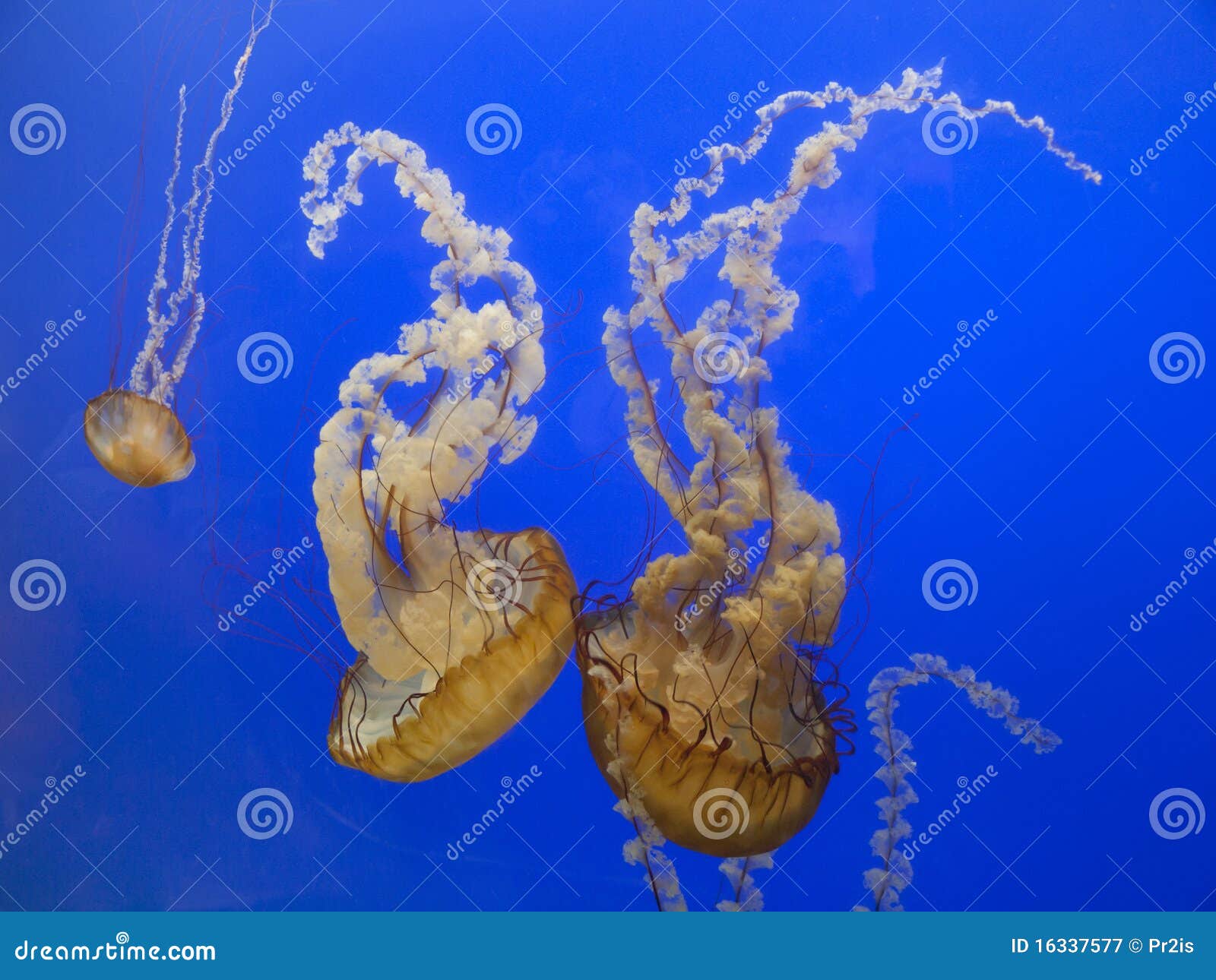 Pacific Sea Nettle Jellyfish Stock Image - Image of deep, pacific: 16337577
