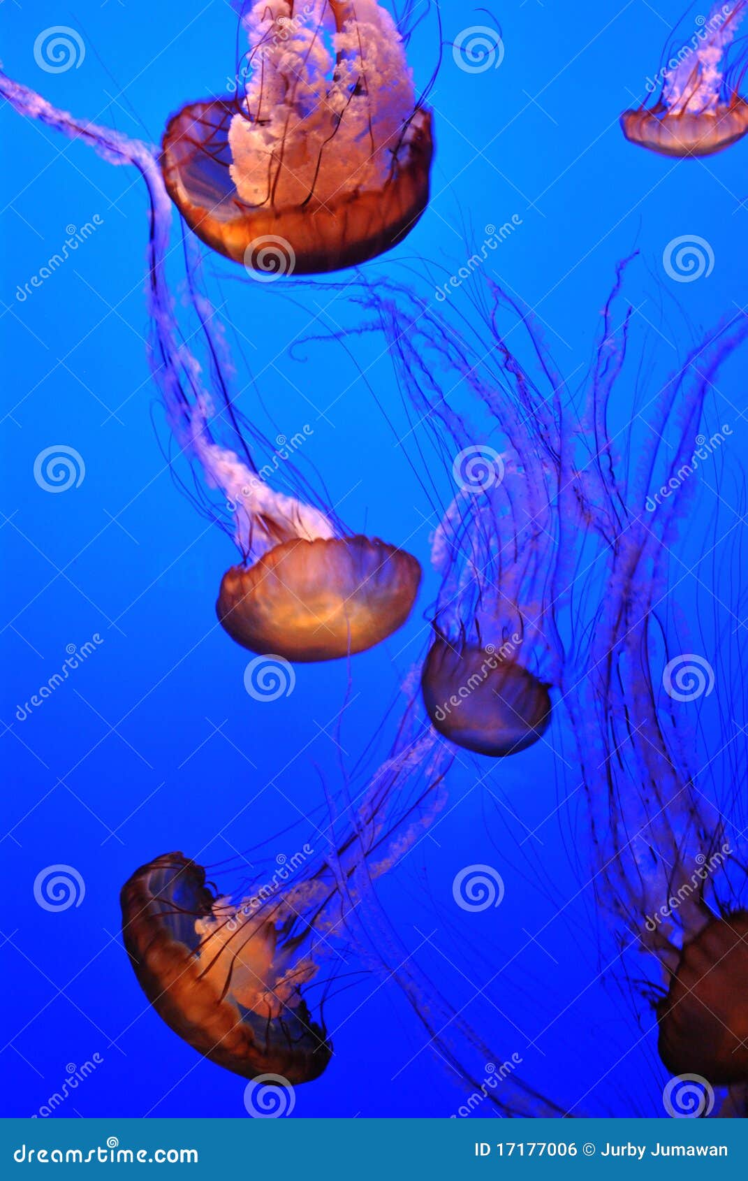 Pacific Sea Nettle Jellyfish Stock Photo - Image of pacific, blue: 17177006