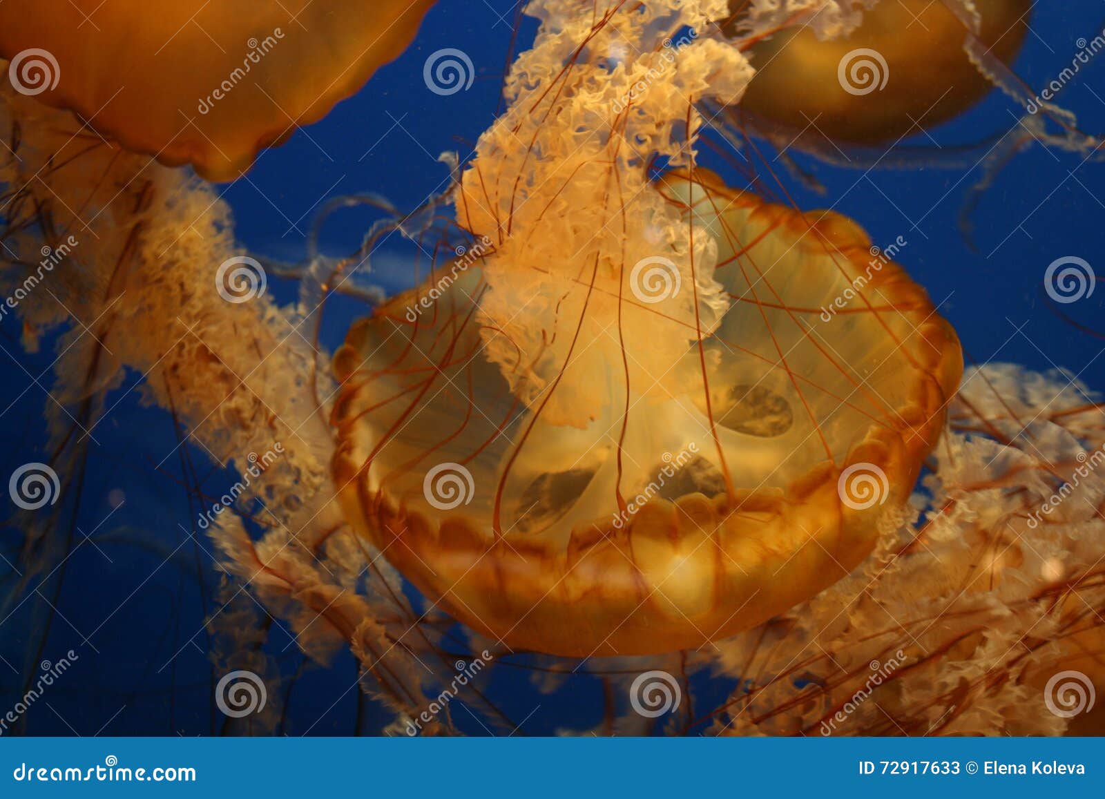 Pacific Sea Nettle Jellyfish Stock Image - Image of exotic, tentacle ...