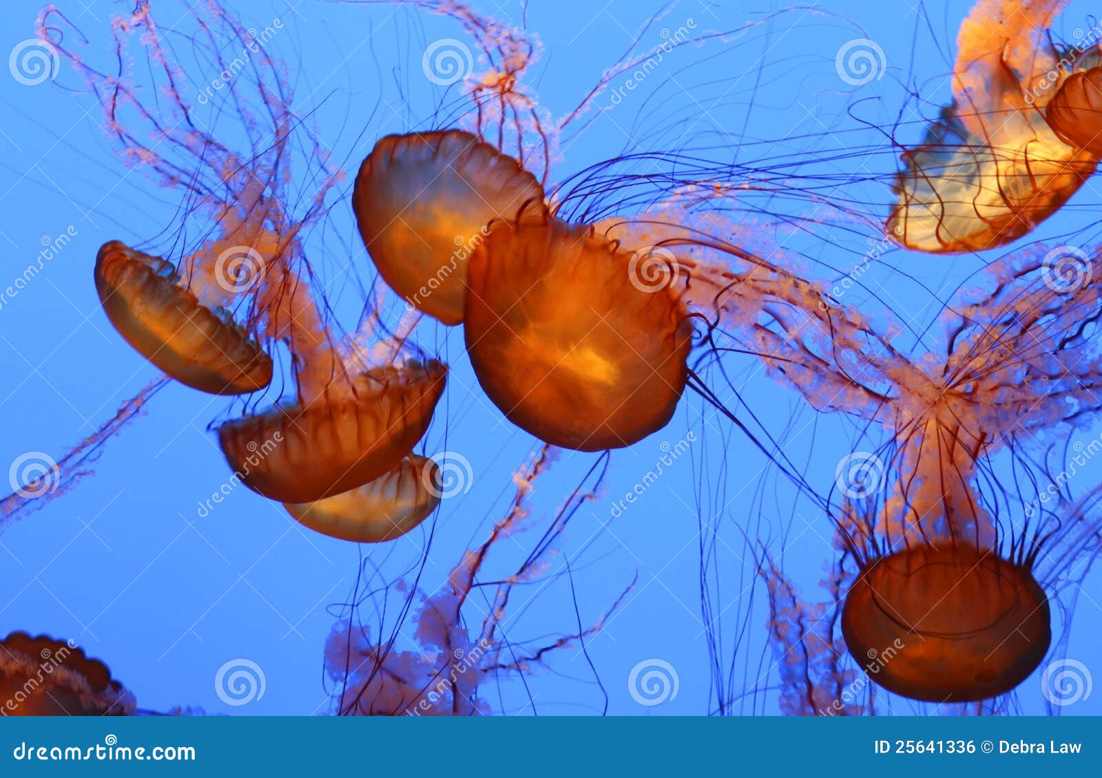Pacific Sea Nettle Jellyfish Floating Stock Photo - Image of wallpaper ...