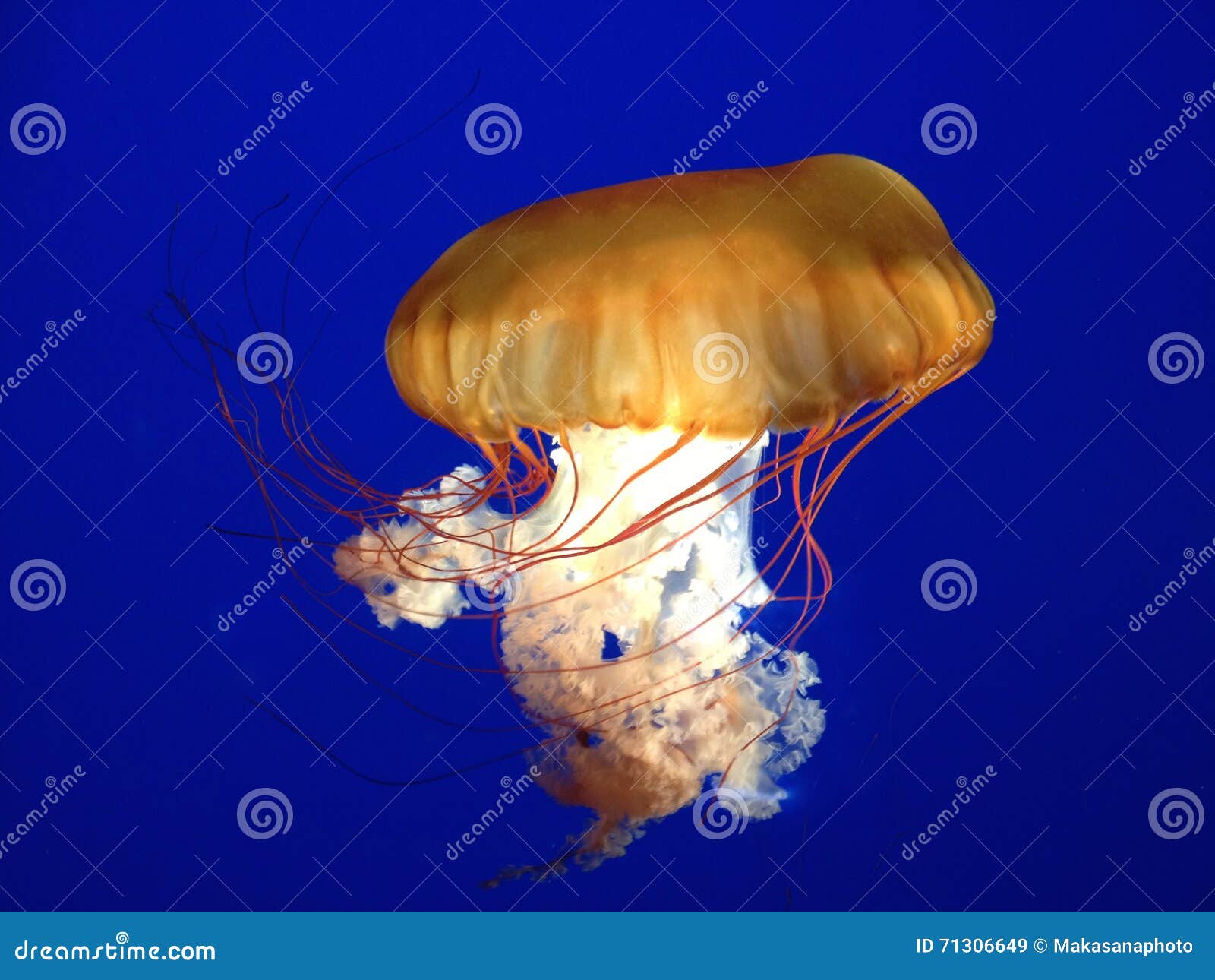 Pacific sea nettle stock image. Image of beach, aquariumn - 71306649