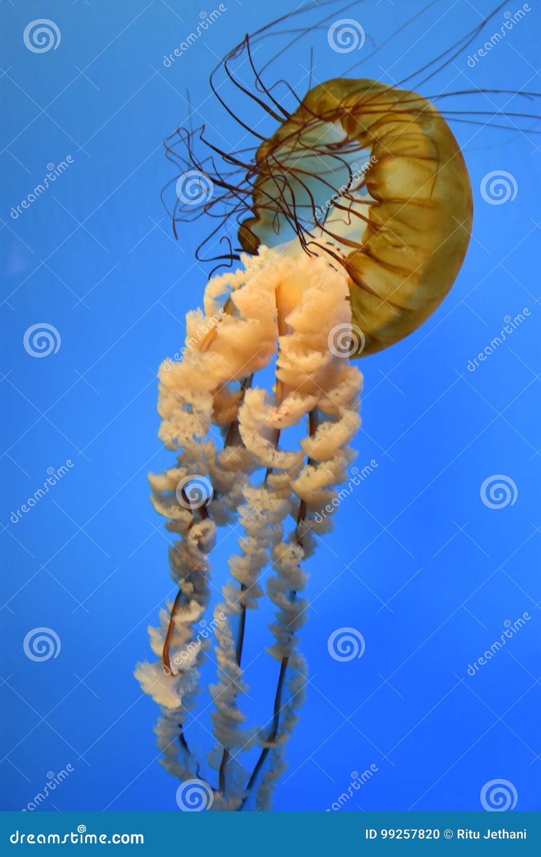 Pacific Sea Nettle Jellyfish Stock Photo - Image of sealife, fuscescens ...