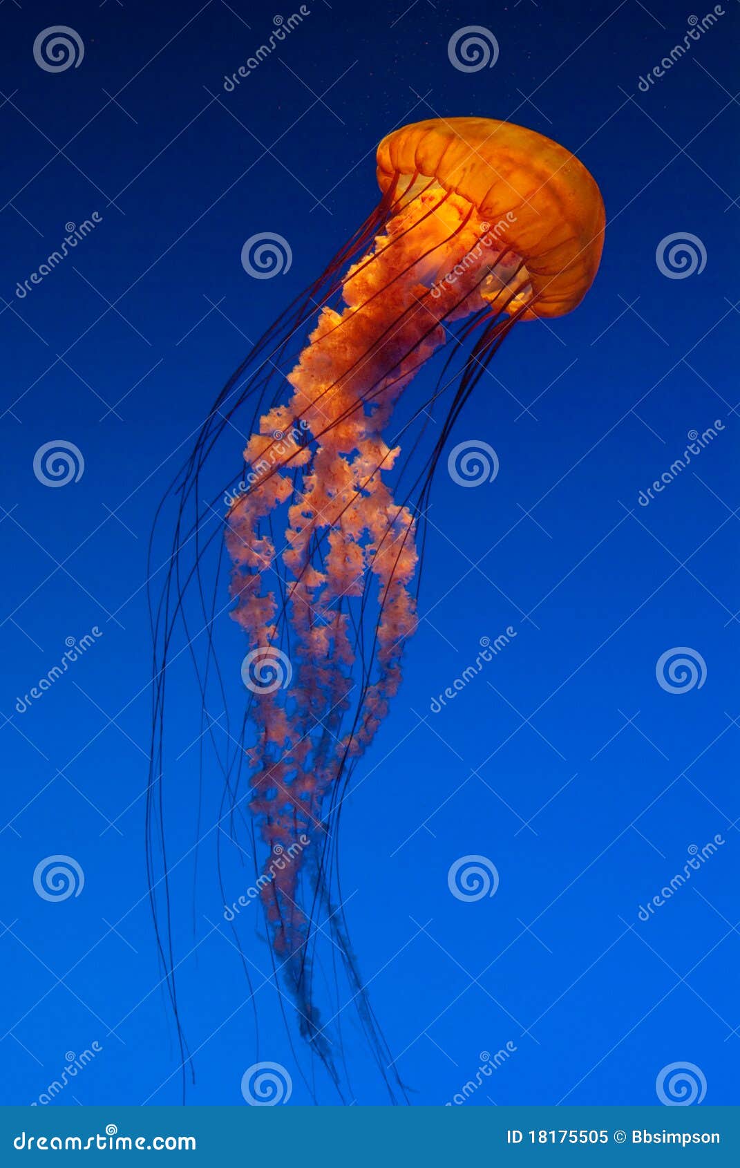 Pacific Sea Nettle Orange Jellyfish Stock Image - Image of chrysaora ...