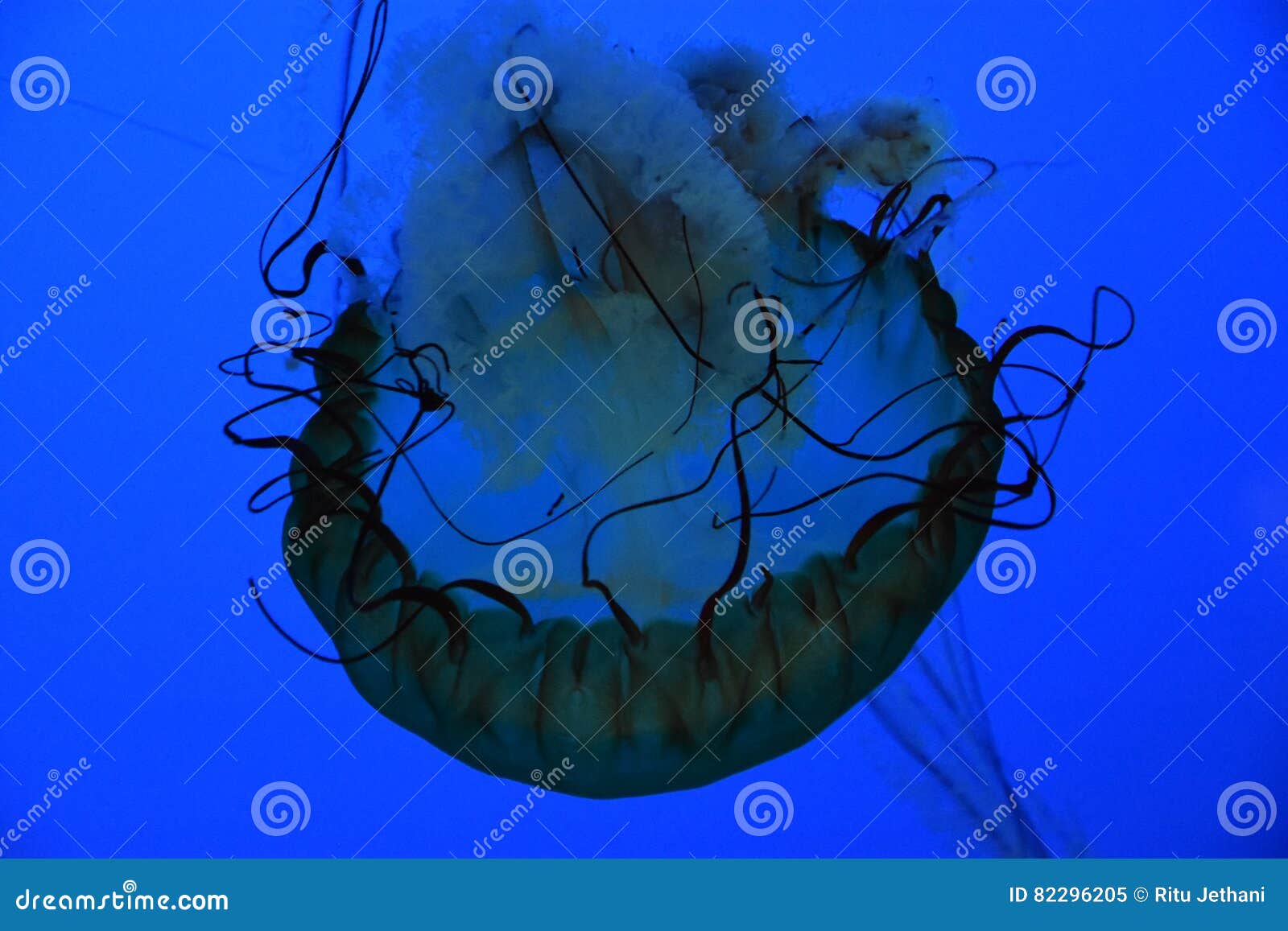 Pacific Sea Nettle stock image. Image of polyp, mexico - 82296205