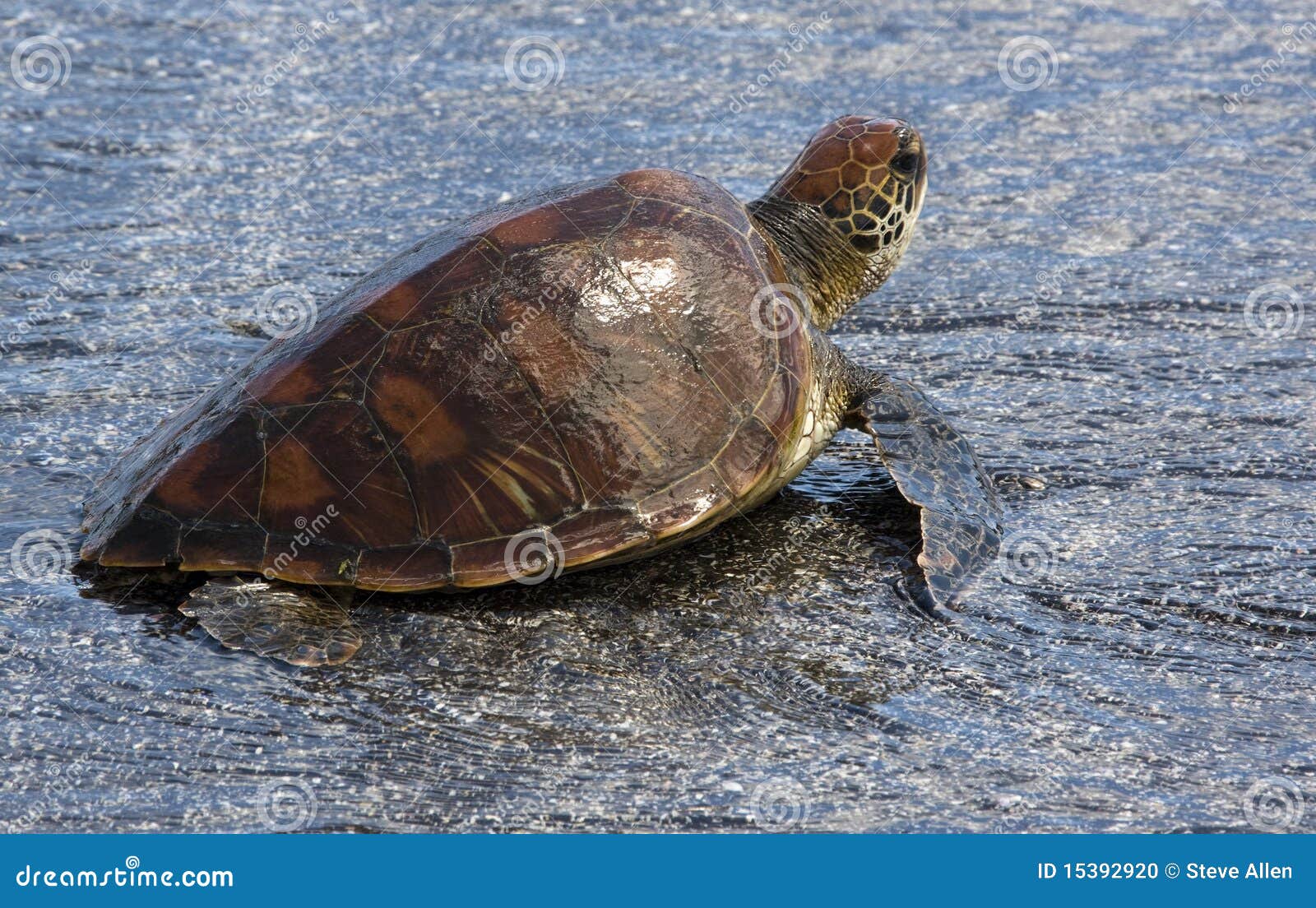 Pacific Sea Turtle - Galapagos Islands Stock Photo - Image of marine ...