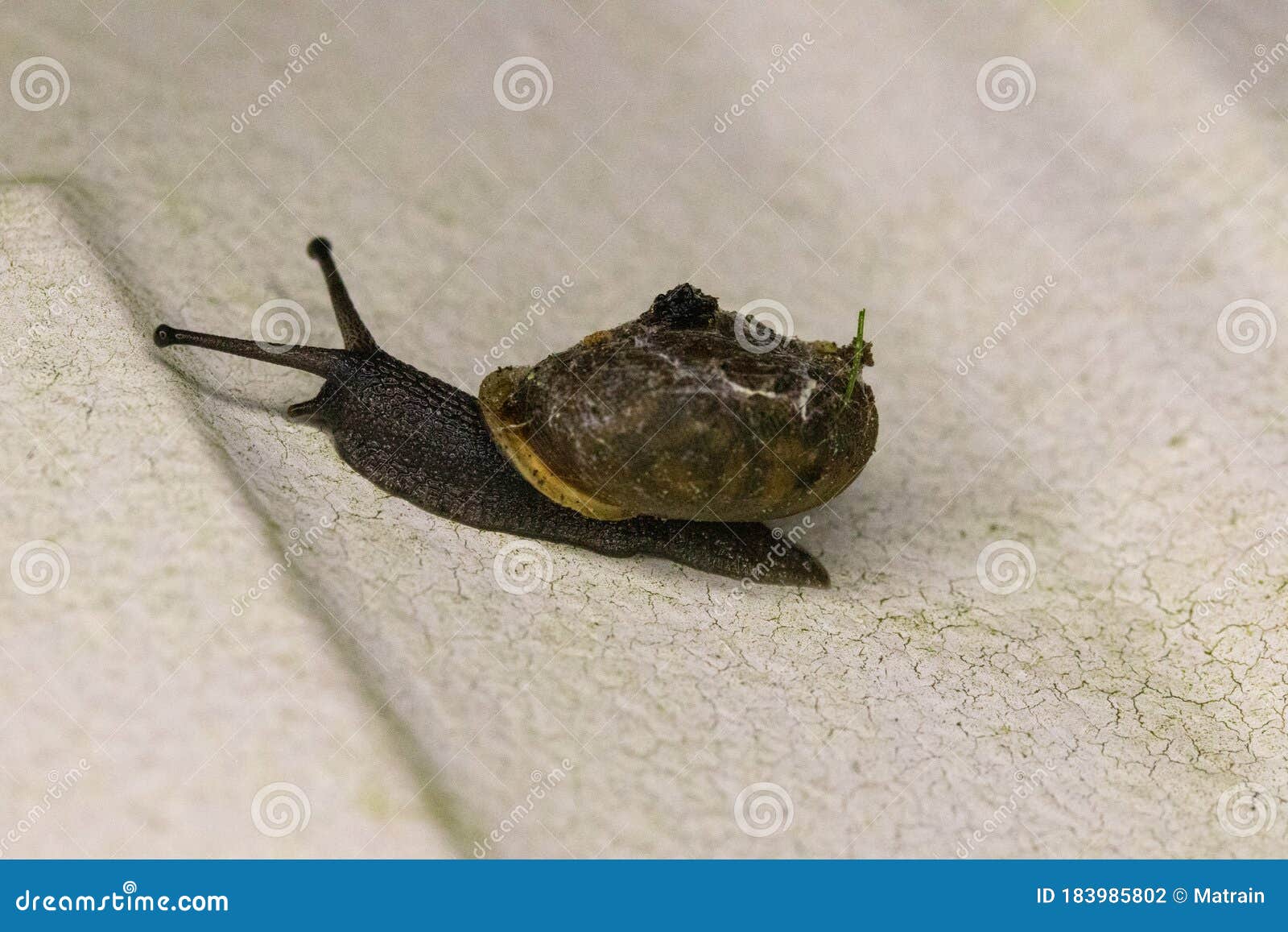 Pacific Sideband Snail Close Up Stock Photo - Image of shell, fauna ...