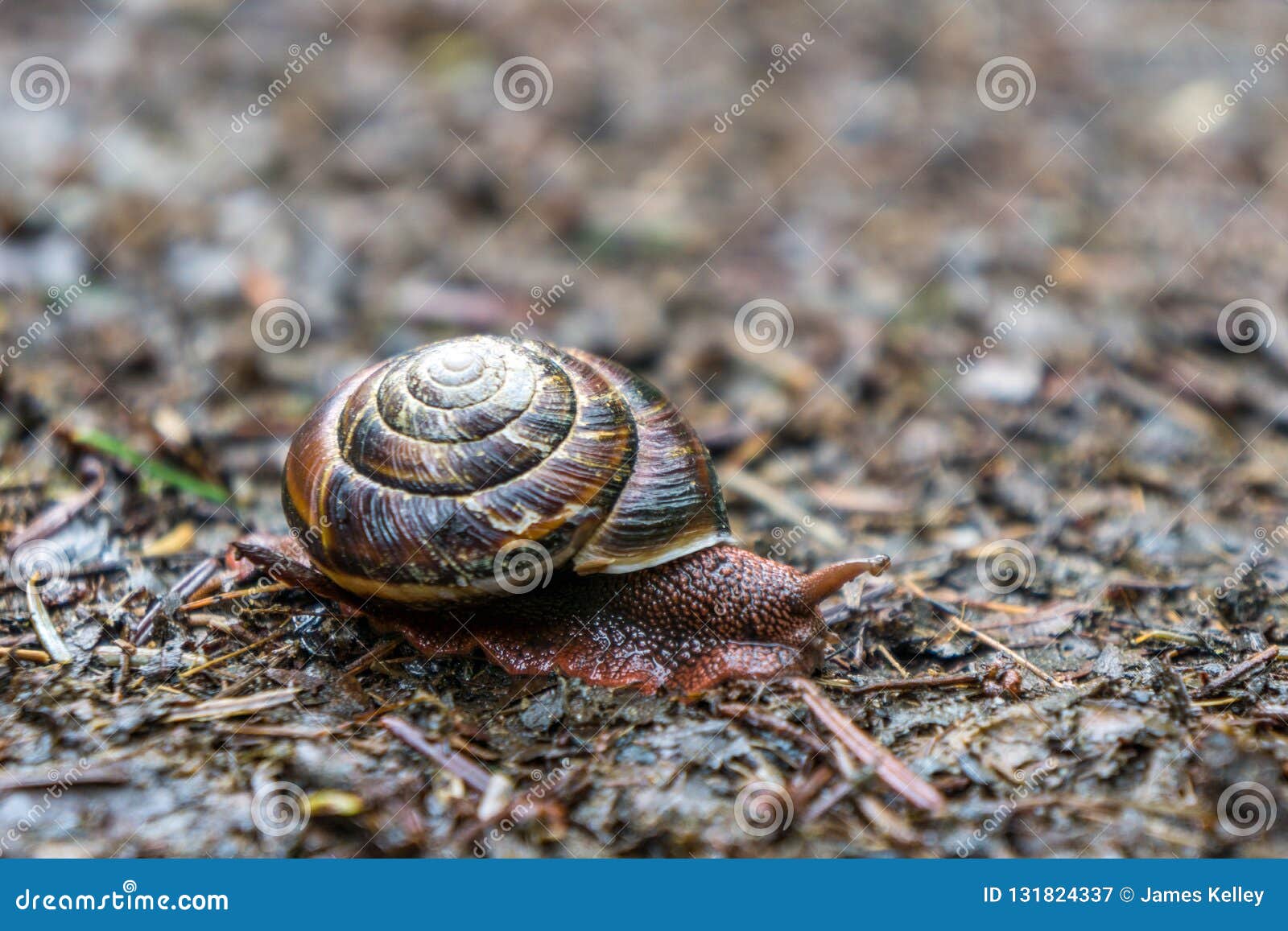 Pacific Sideband Large Snail in Oregon Forest Stock Image - Image of ...