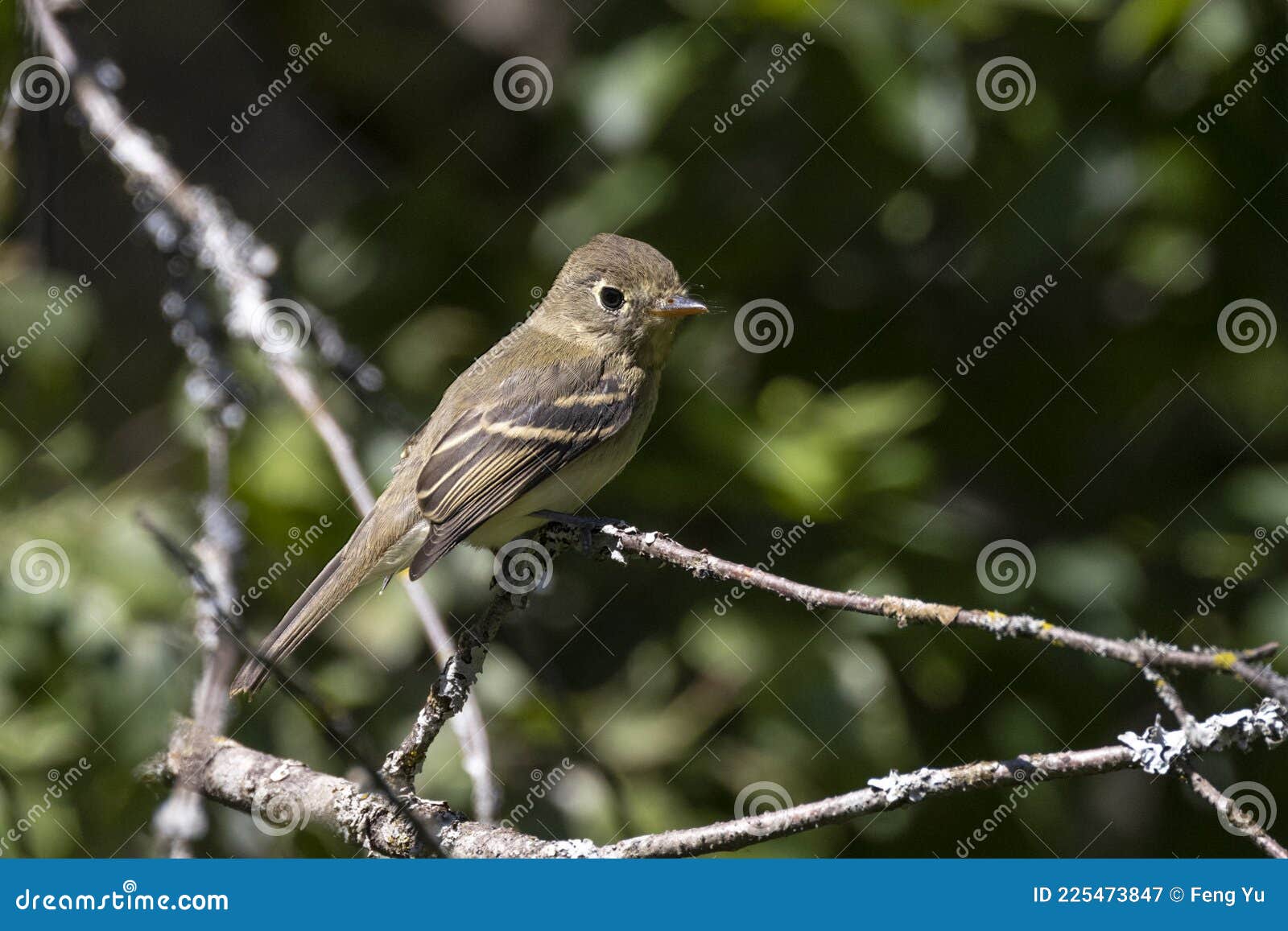 Pacific slope Flycatcher stock image. Image of nature - 225473847