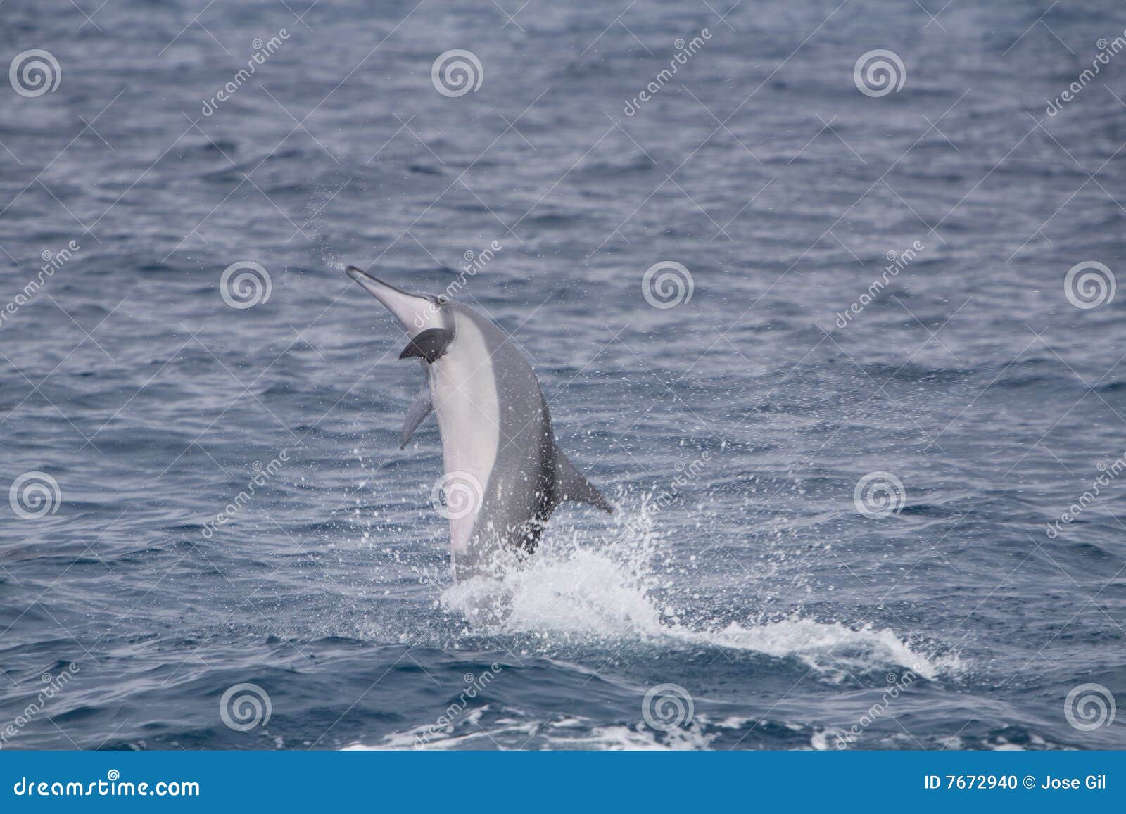 Pacific Spinner Dolphin Jumping Stock Photo - Image of horizontal ...