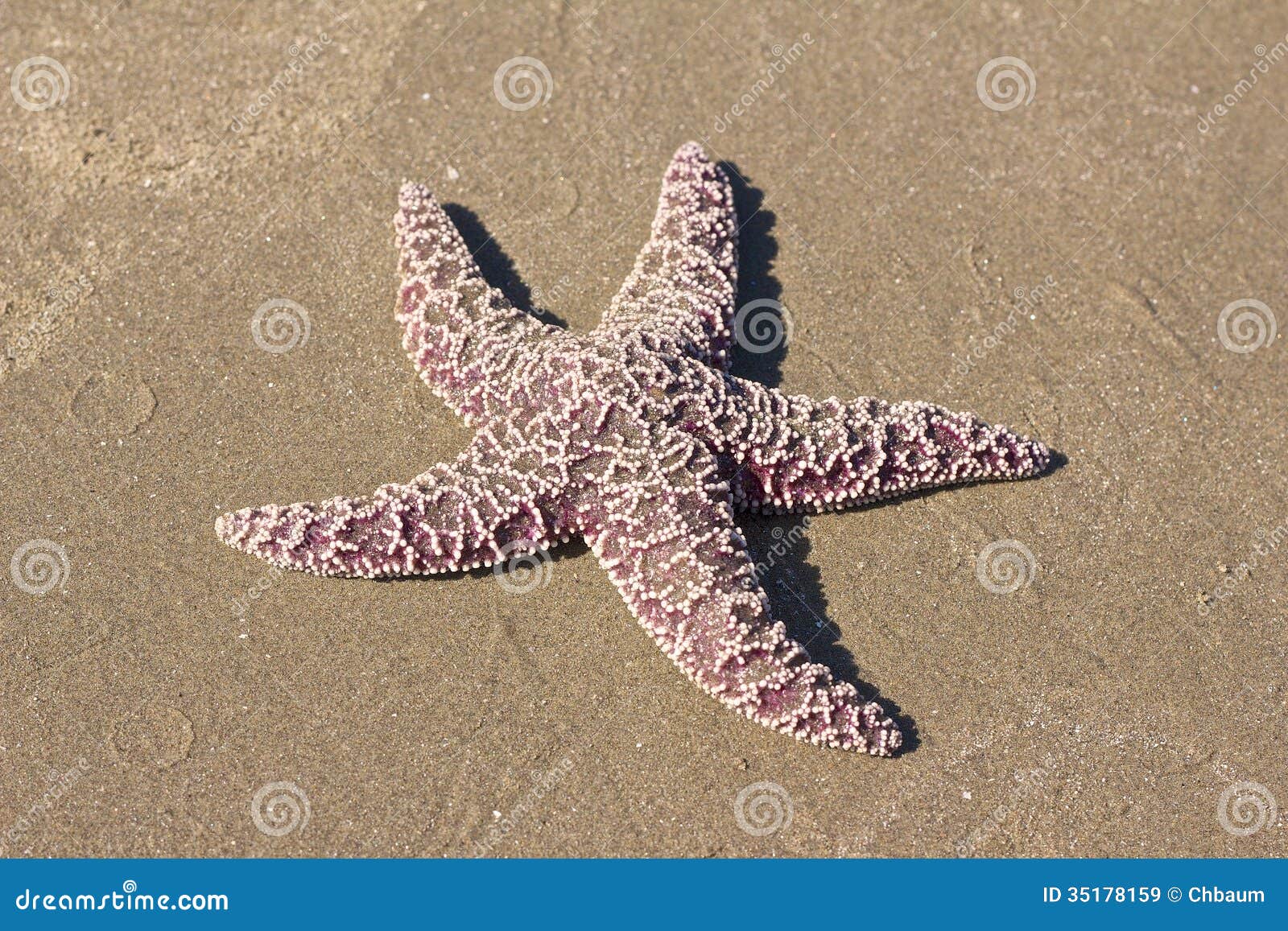 Pacific Starfish on the Beach 1 Stock Image - Image of pacific, ocean ...