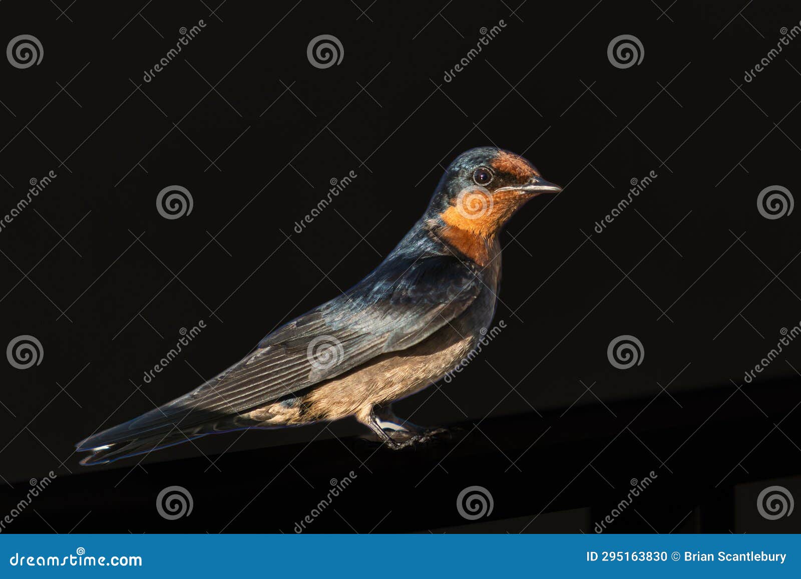 Pacific Swallow Bird Portrait Stock Photo - Image of tahitica, colony ...