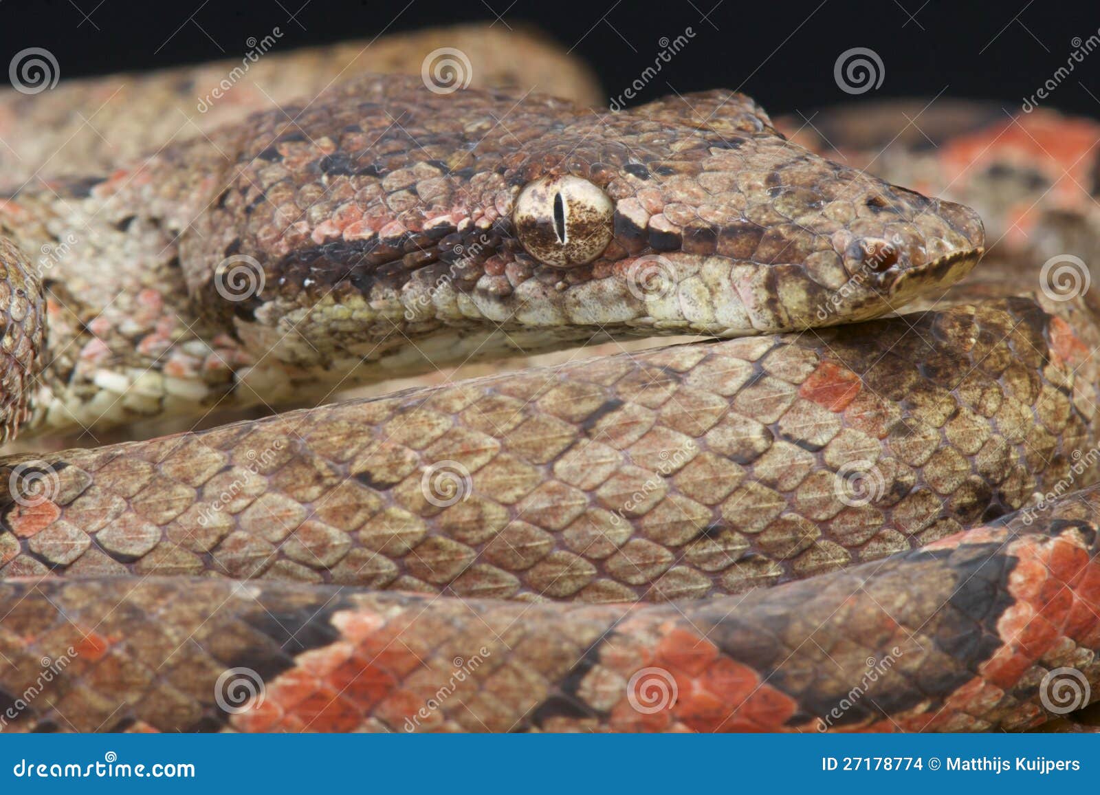 Candoia Bibroni Fiji Boa Royalty-Free Stock Photography | CartoonDealer ...