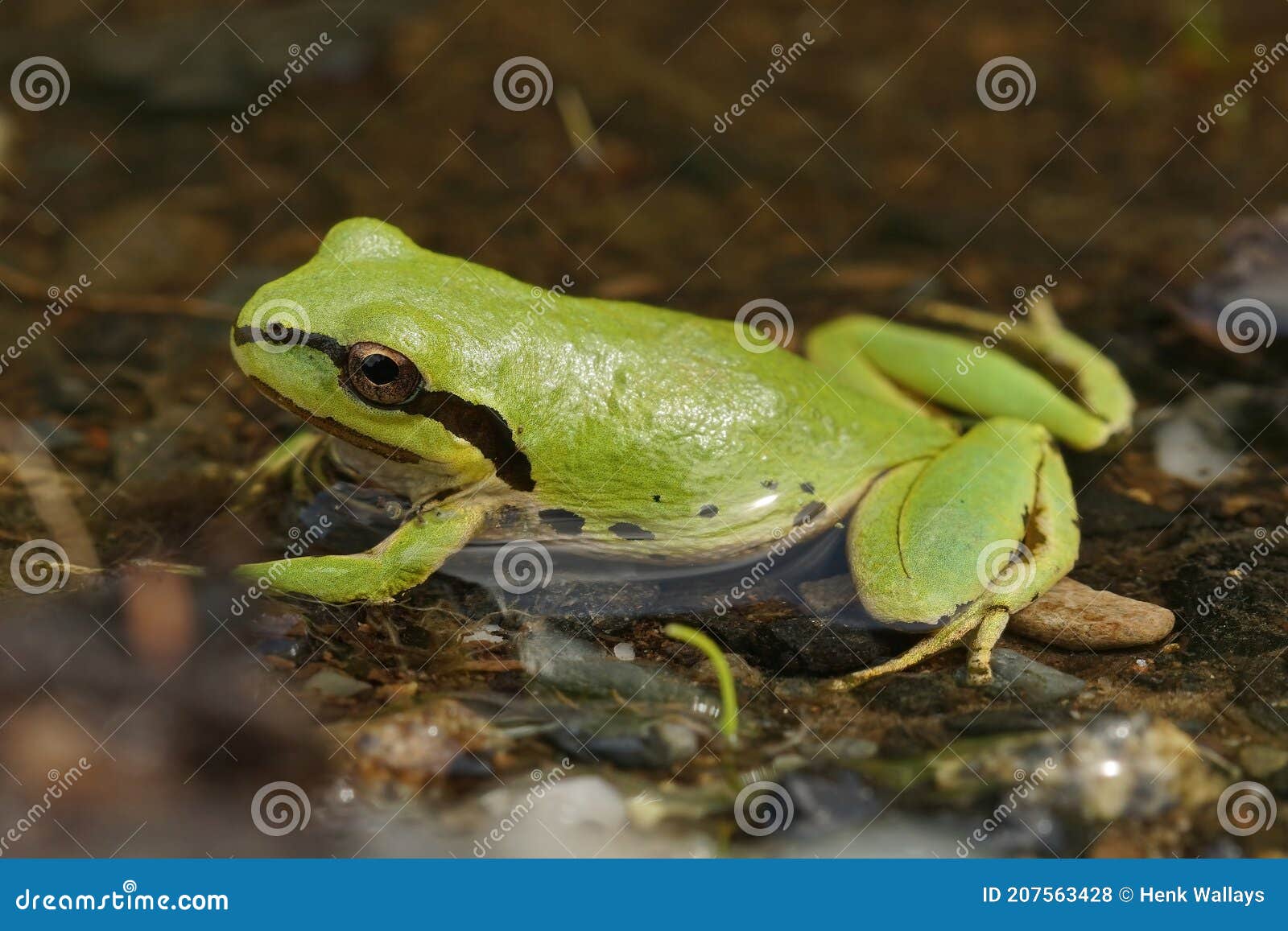 The Pacific Tree or Chorus Frog, Pseudacris Regilla Stock Photo - Image ...