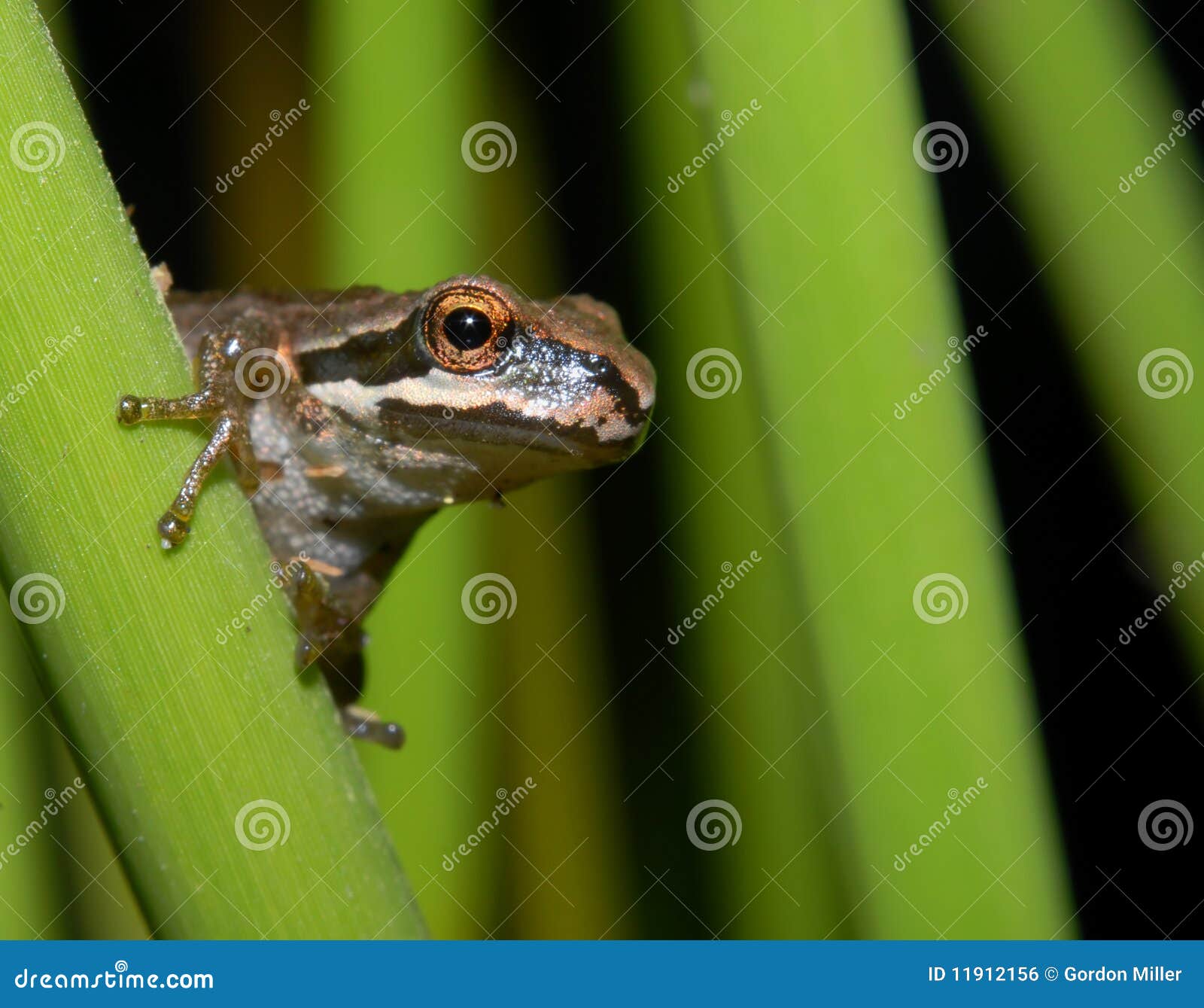 Pacific Tree Frog stock photo. Image of prey, watching - 11912156