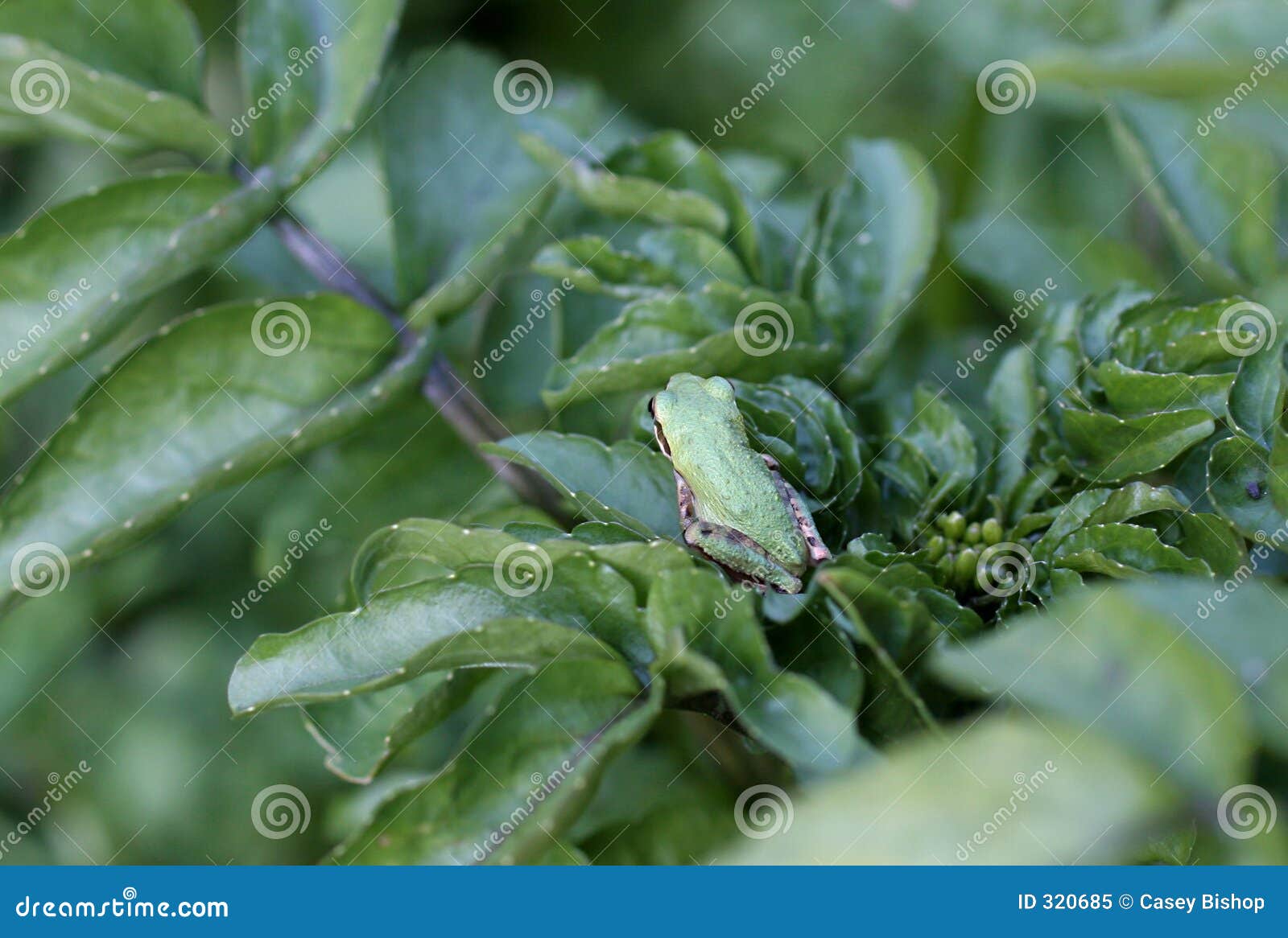 Pacific Tree Frog - 3 stock image. Image of preserve, amphibian - 320685