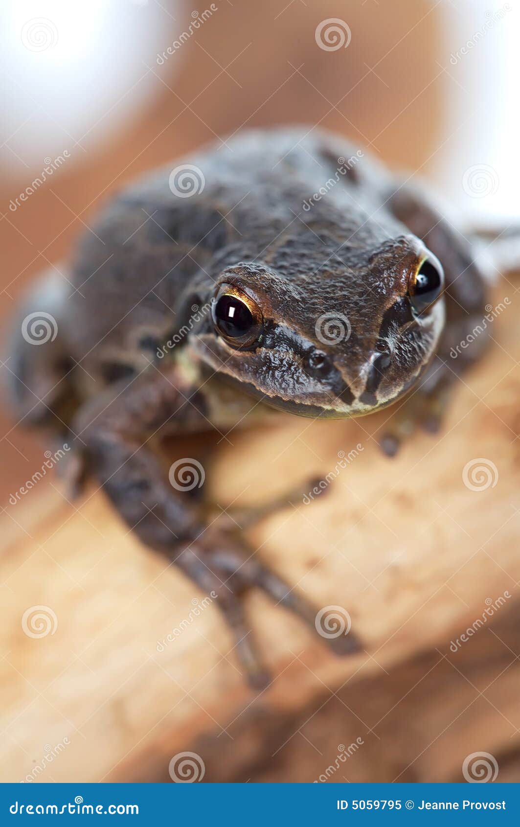 Pacific tree frog stock image. Image of ecosystem, peer - 5059795