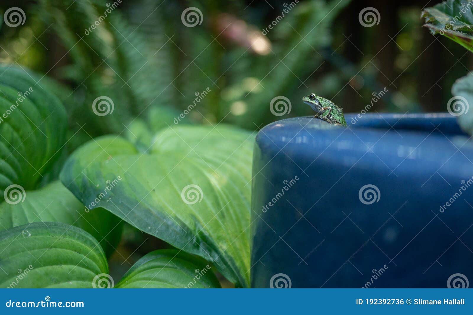 Pacific tree frog stock photo. Image of pseudacris, green - 192392736