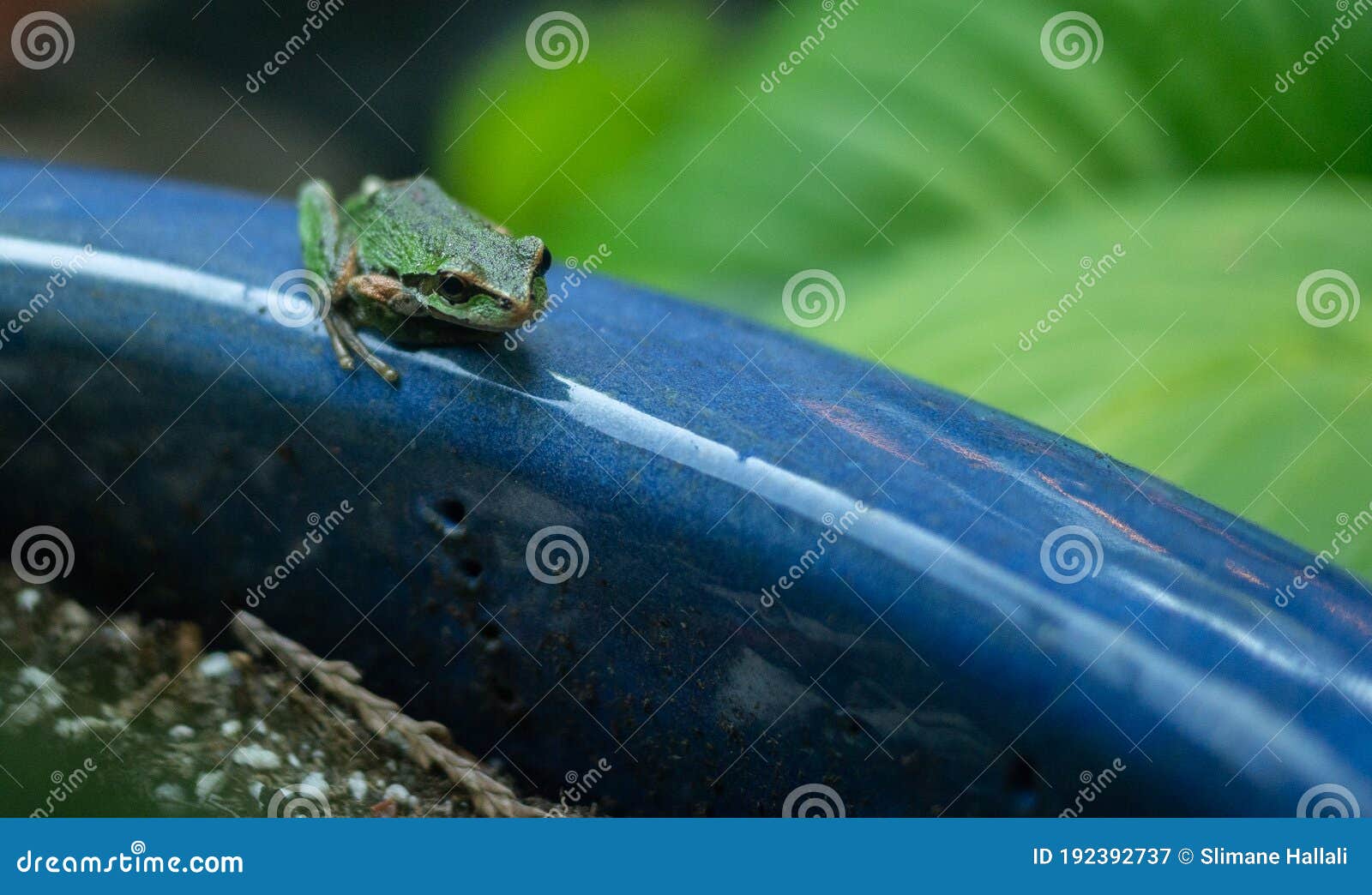 Pacific tree frog stock image. Image of blue, frog, leaves - 192392737