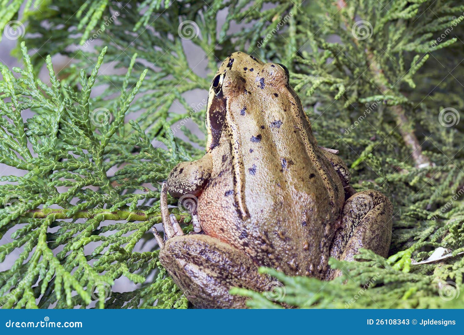Pacific Tree Frog Closeup 2 Stock Image - Image of tree, northwest ...