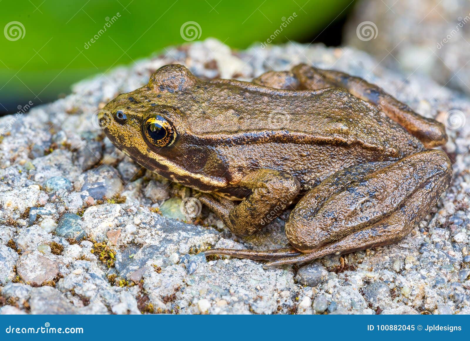 Pacific Tree Frog Closeup stock image. Image of lake - 100882045