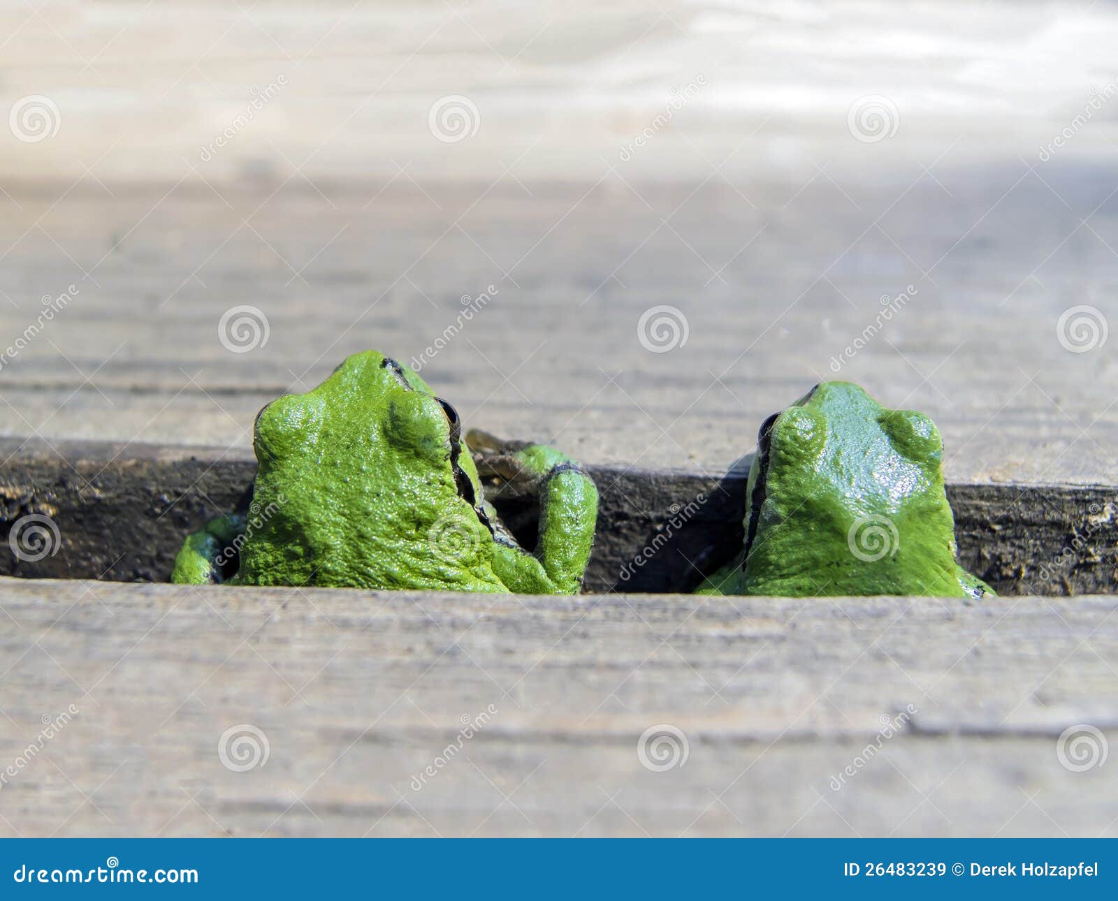 Pacific Tree Frog Pair stock image. Image of columbia - 26483239