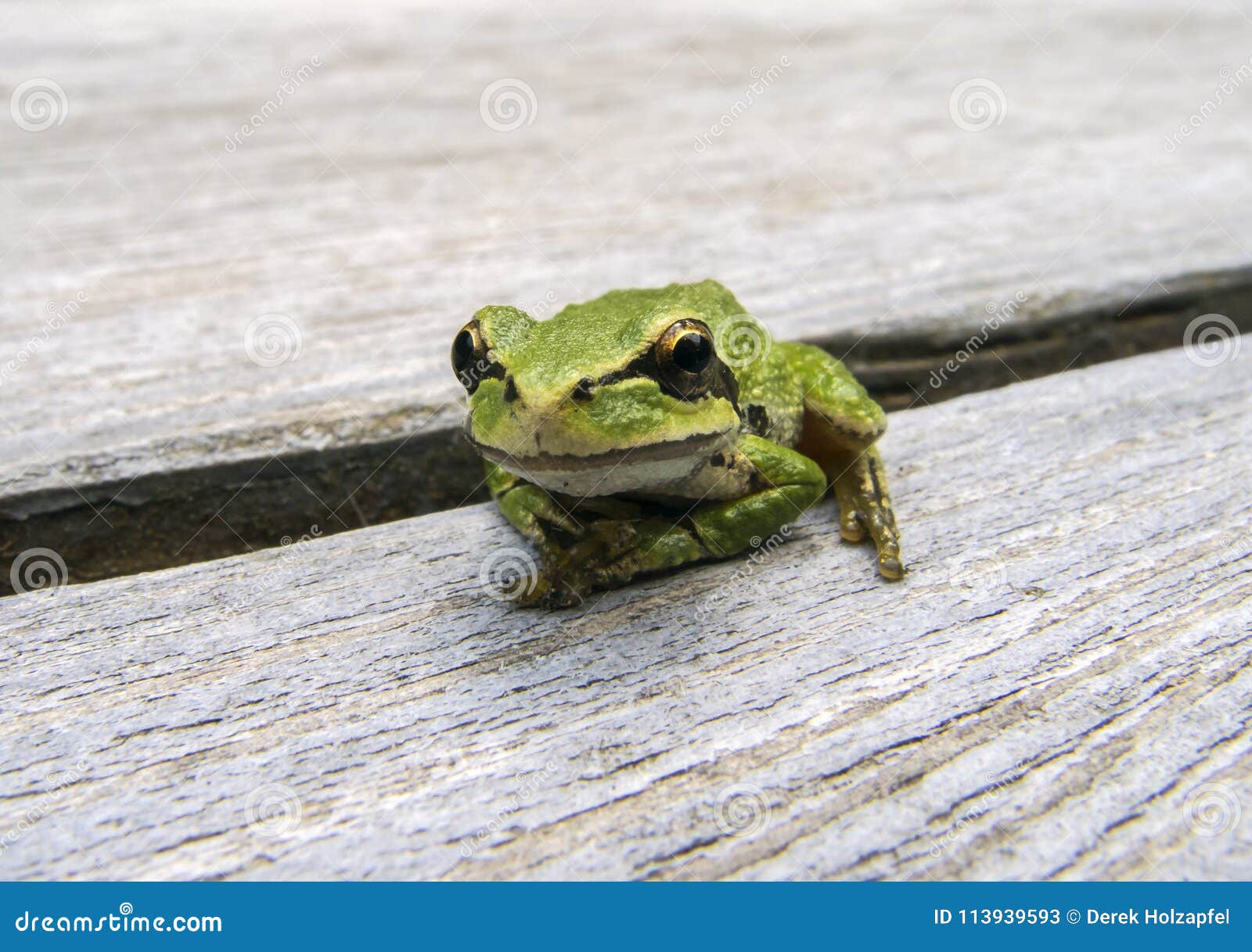 Pacific Tree Frog Pseudacris Regilla Stock Image - Image of lips, green ...