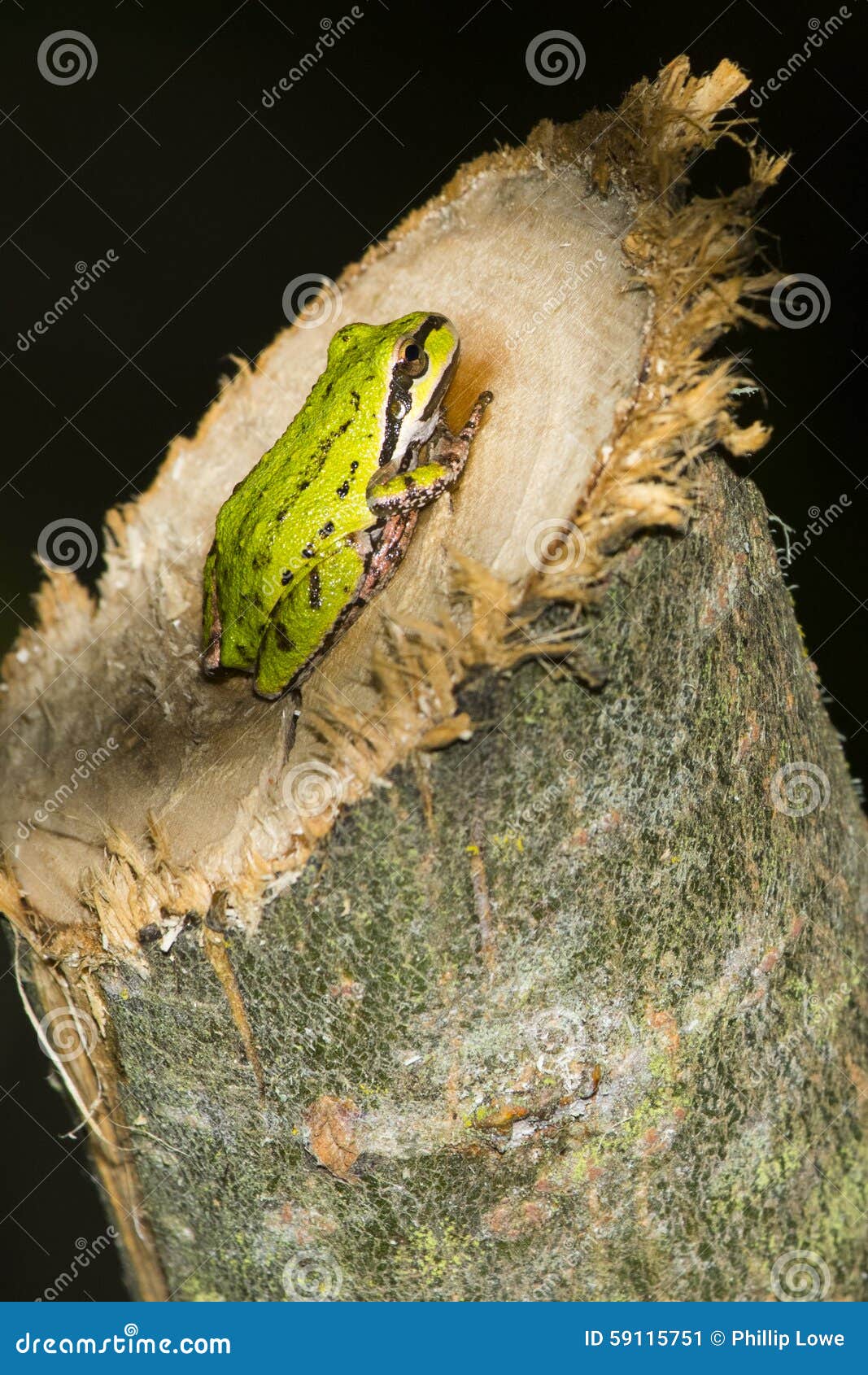 Pacific Tree Frog (Pseudacris Regilla) Stock Image - Image of frog ...