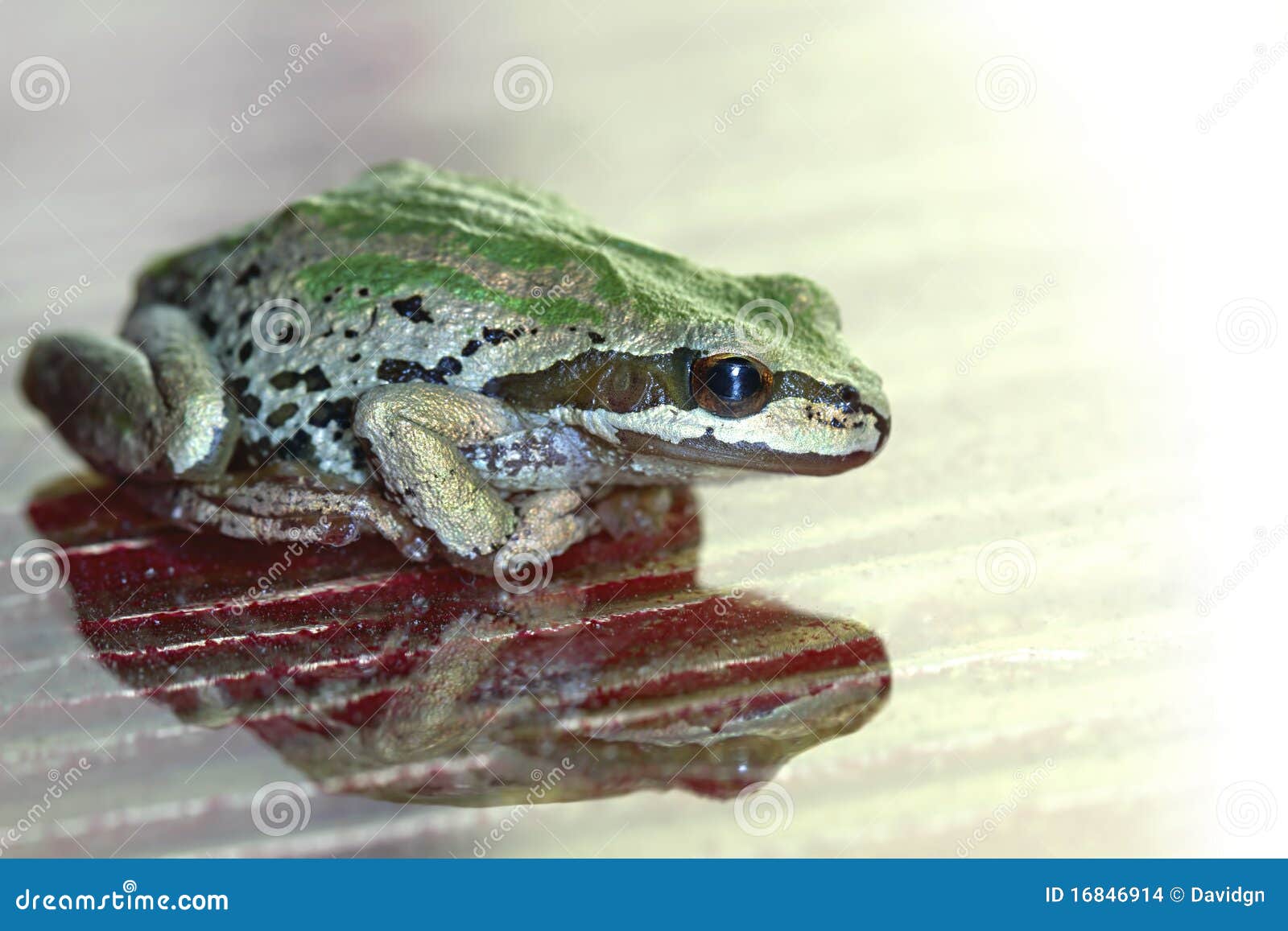 Pacific Tree Frog Reflection on Glass Surface Stock Photo - Image of ...