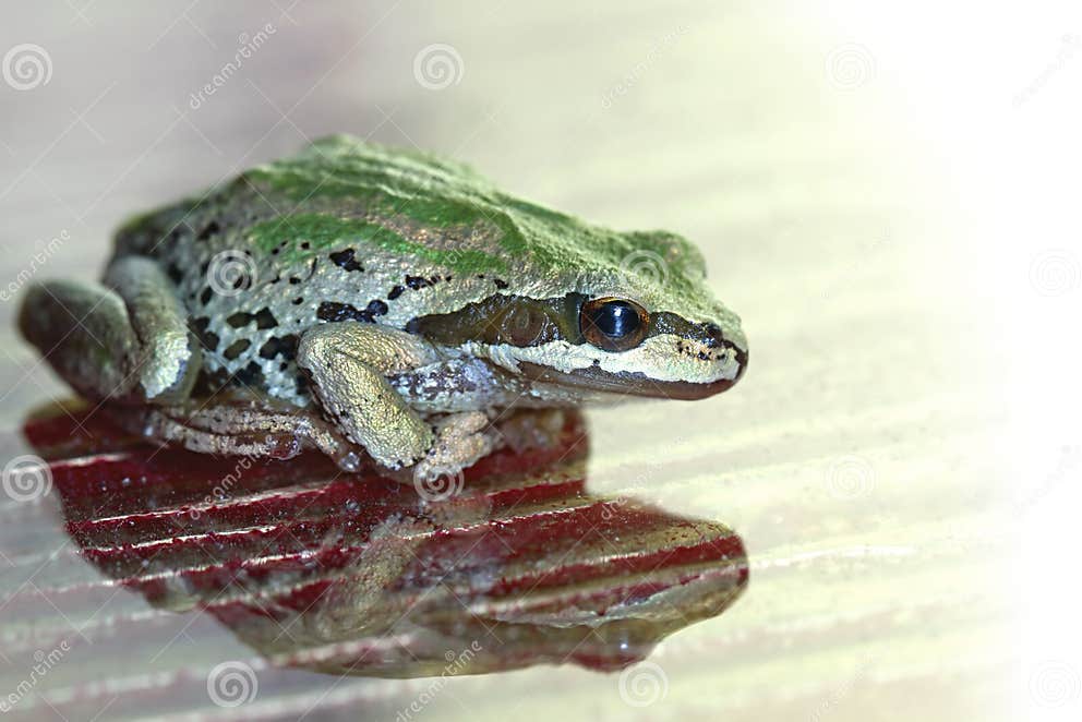 Pacific Tree Frog Reflection on Glass Surface Stock Photo - Image of ...