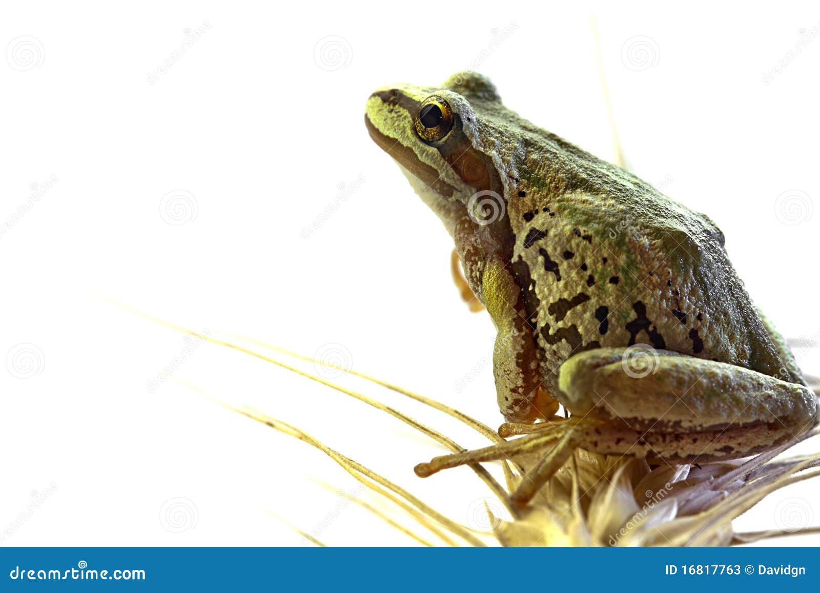 Pacific Tree Frog Stock Image | CartoonDealer.com #5059795