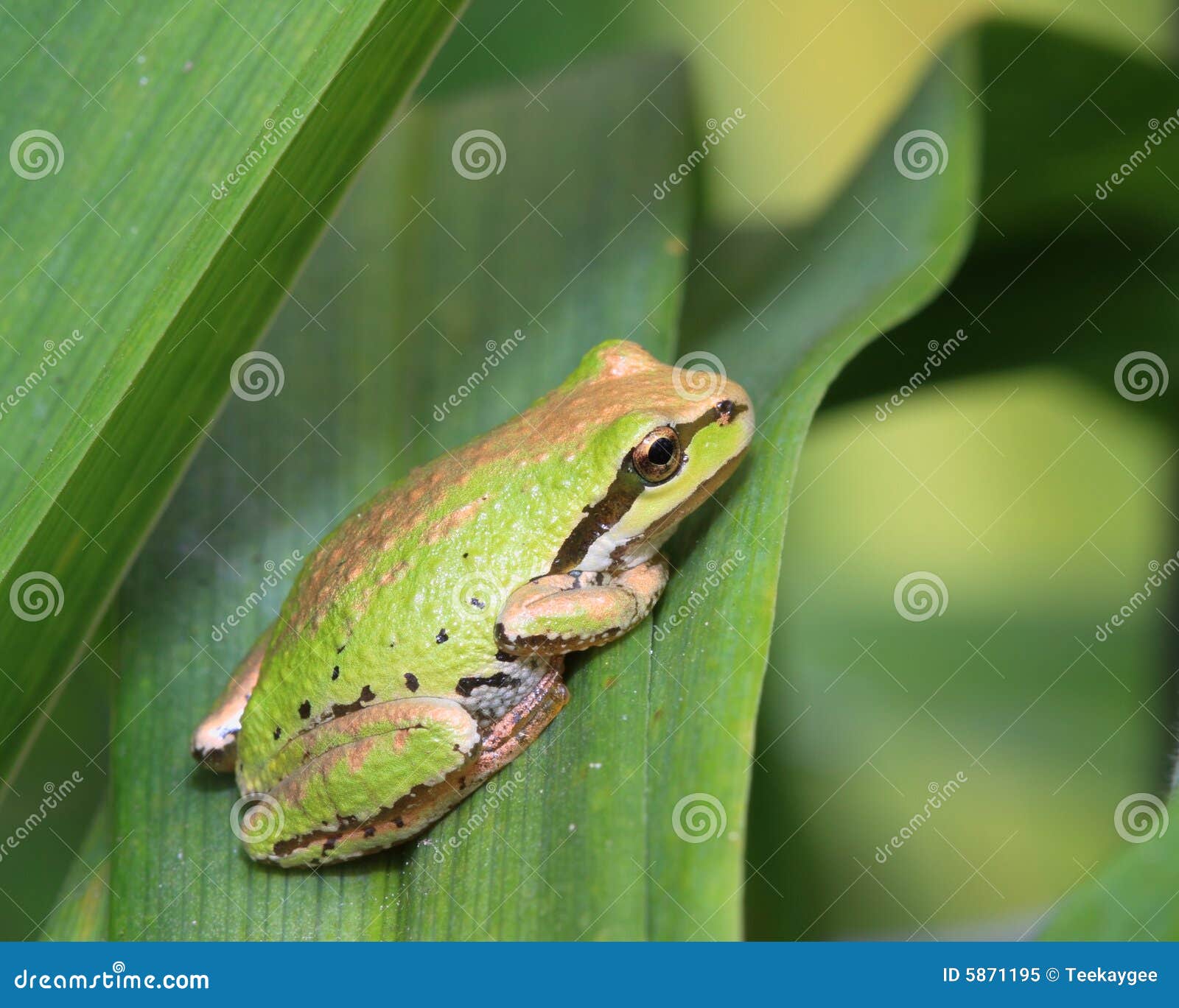 Pacific treefrog stock image. Image of leaf, frog, wild - 5871195