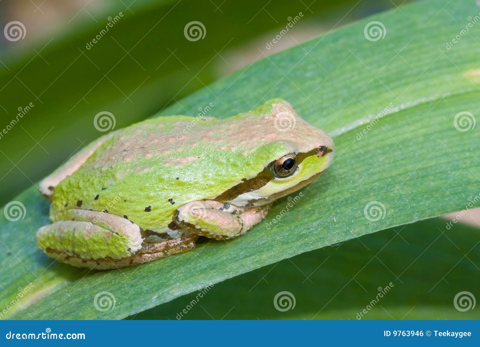 Pacific treefrog stock photo. Image of fauna, pacific - 9763946