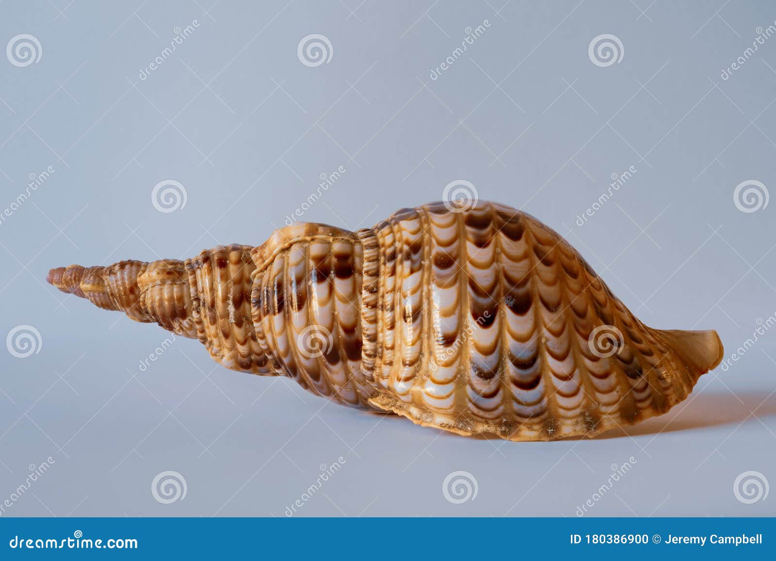 Atlantic Triton Shell (Charonia Variegata) Stock Photo | CartoonDealer ...
