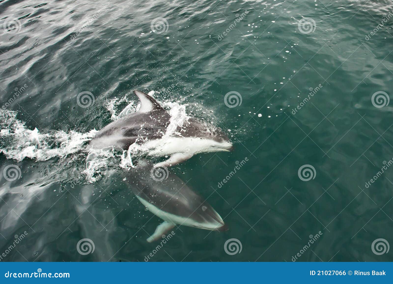 White-sided Jackrabbit (Lepus Callotis) In The Snow, New Mexico Stock ...