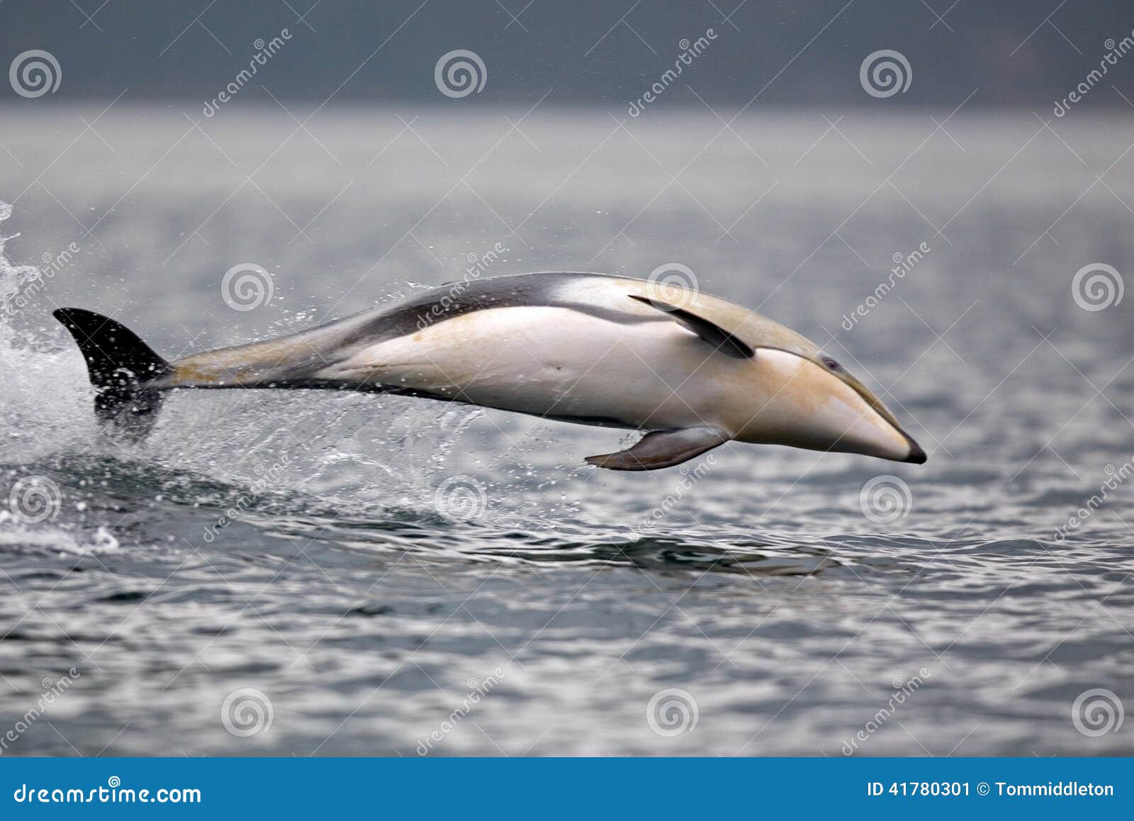 Albino Dolphin Jumping